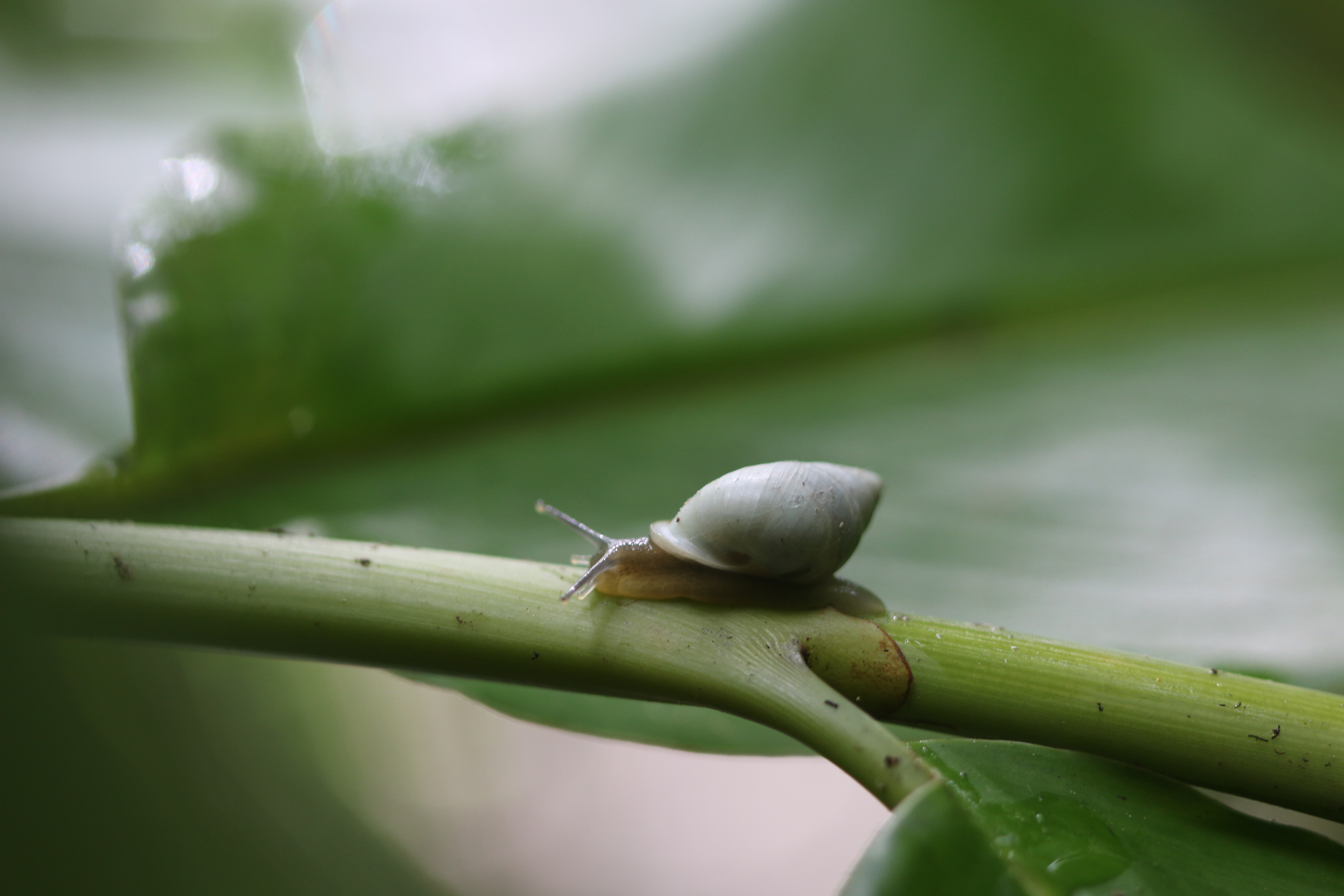 Extinct snail species bred at Whipsnade Zoo returned to the wild | News ...