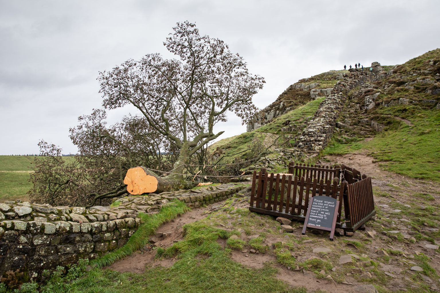 National Trust prepare to remove Sycamore Gap stump