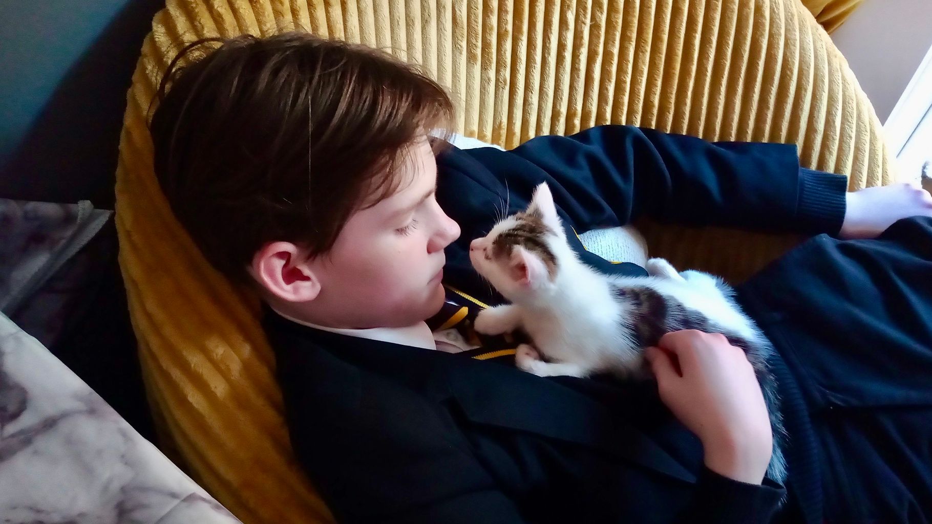 Andover's first cat cafe gets ready for a 'purr-fect' opening
