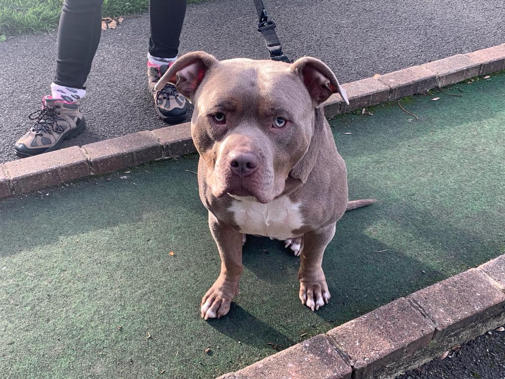 North Yorkshire XL Bully owner defends breed