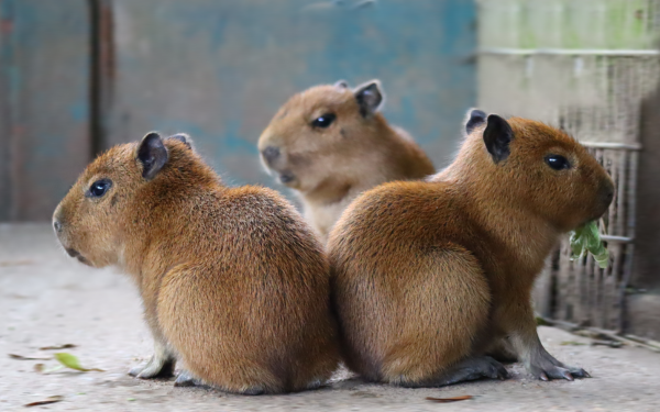 Triplets follow first Capybara birth in over a decade at an Alfriston ...