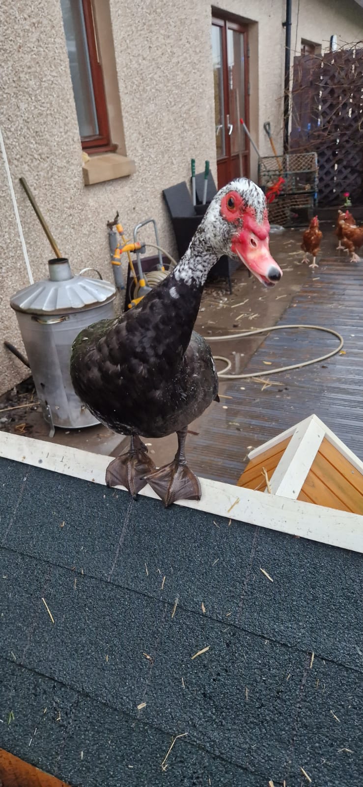 A woman is urging the public for help to bring her pet duck Dave home