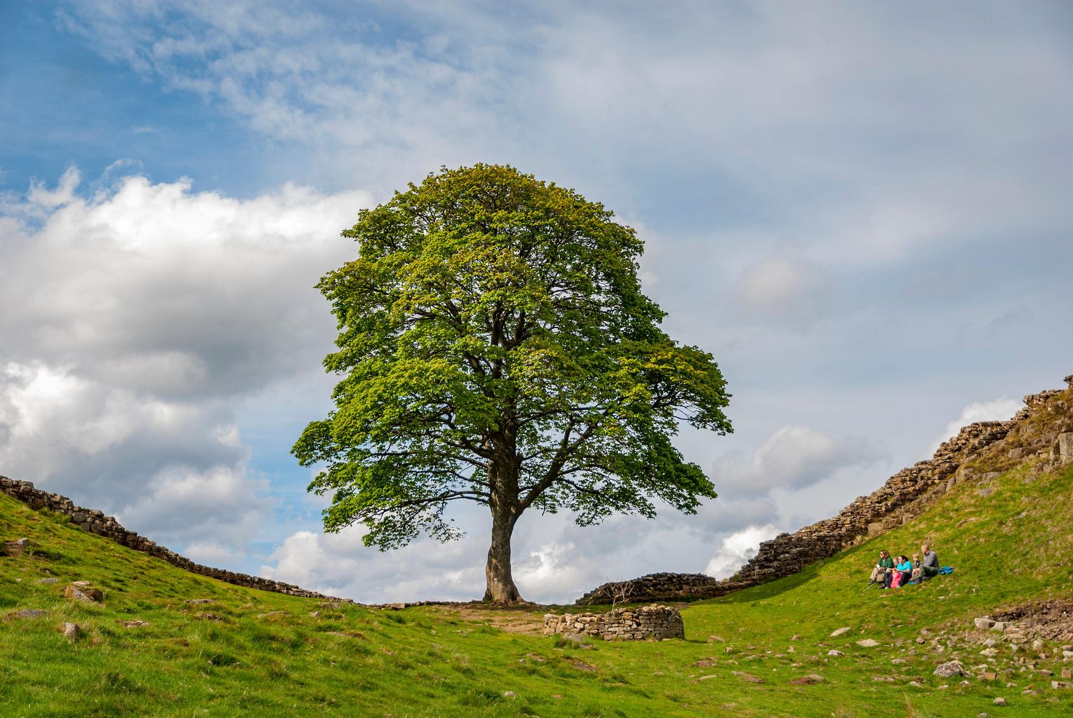 Sycamore-Gap-Display