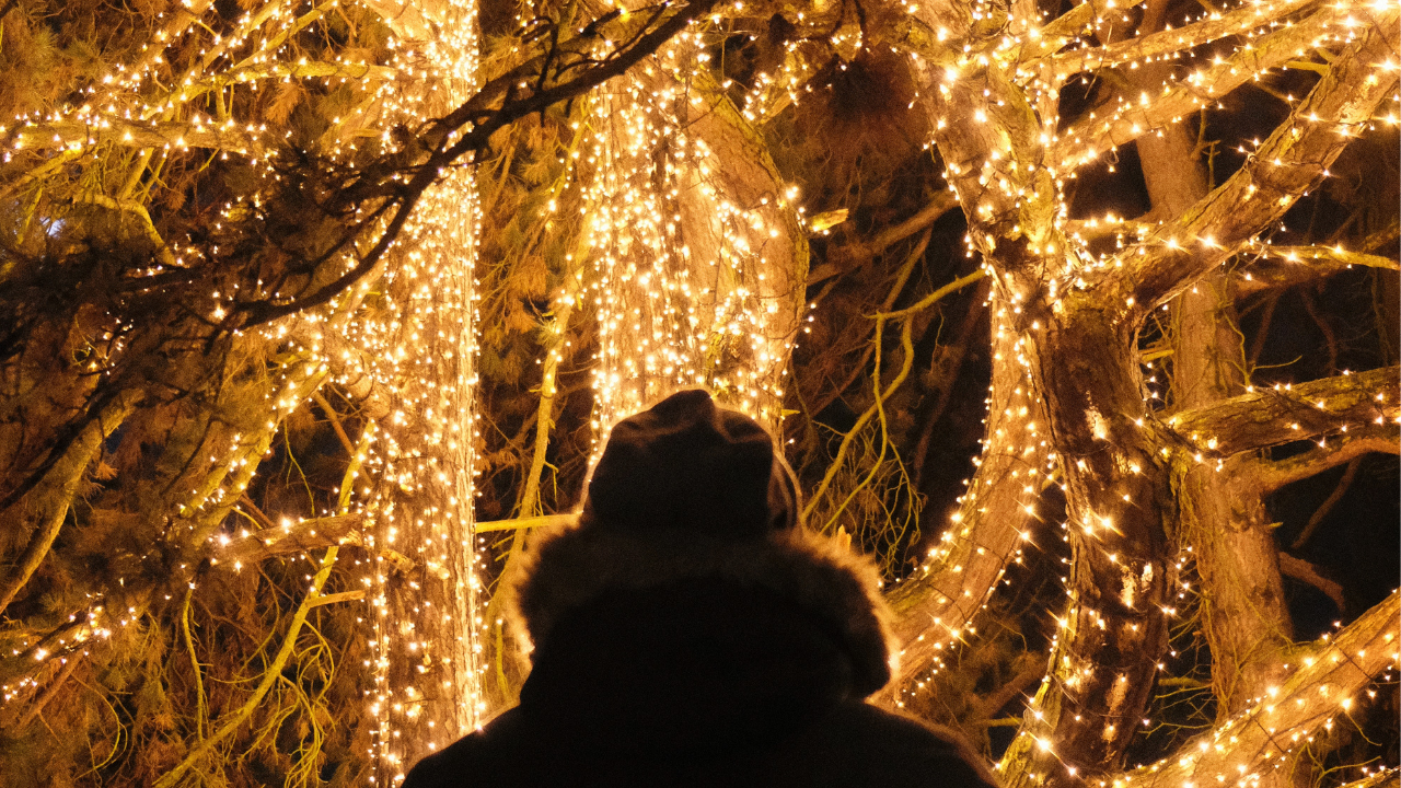 6 popular Christmas Garden Light Trails in Northern Ireland | Events ...