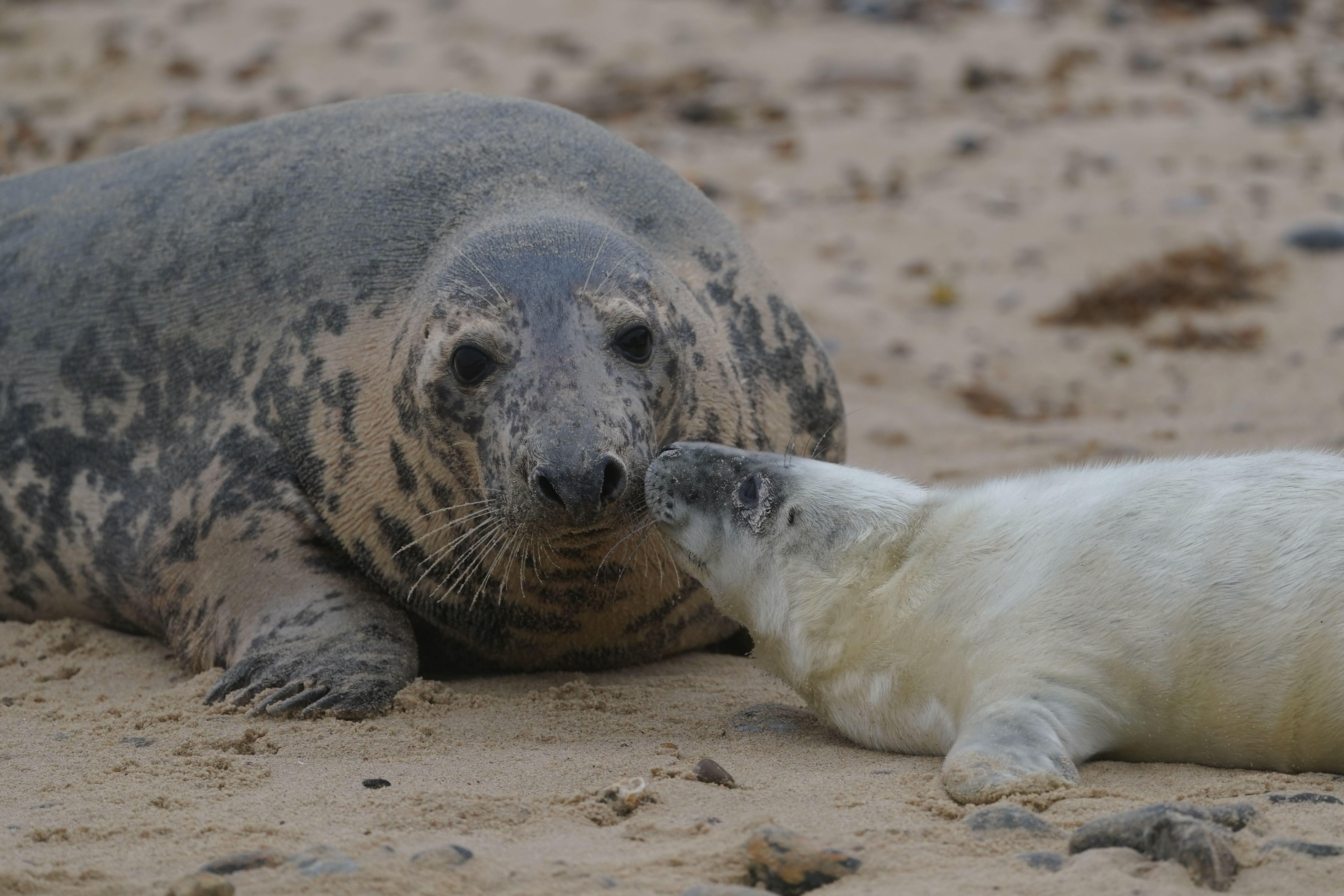 First baby seals spotted on Norfolk coast as pupping season gets ...