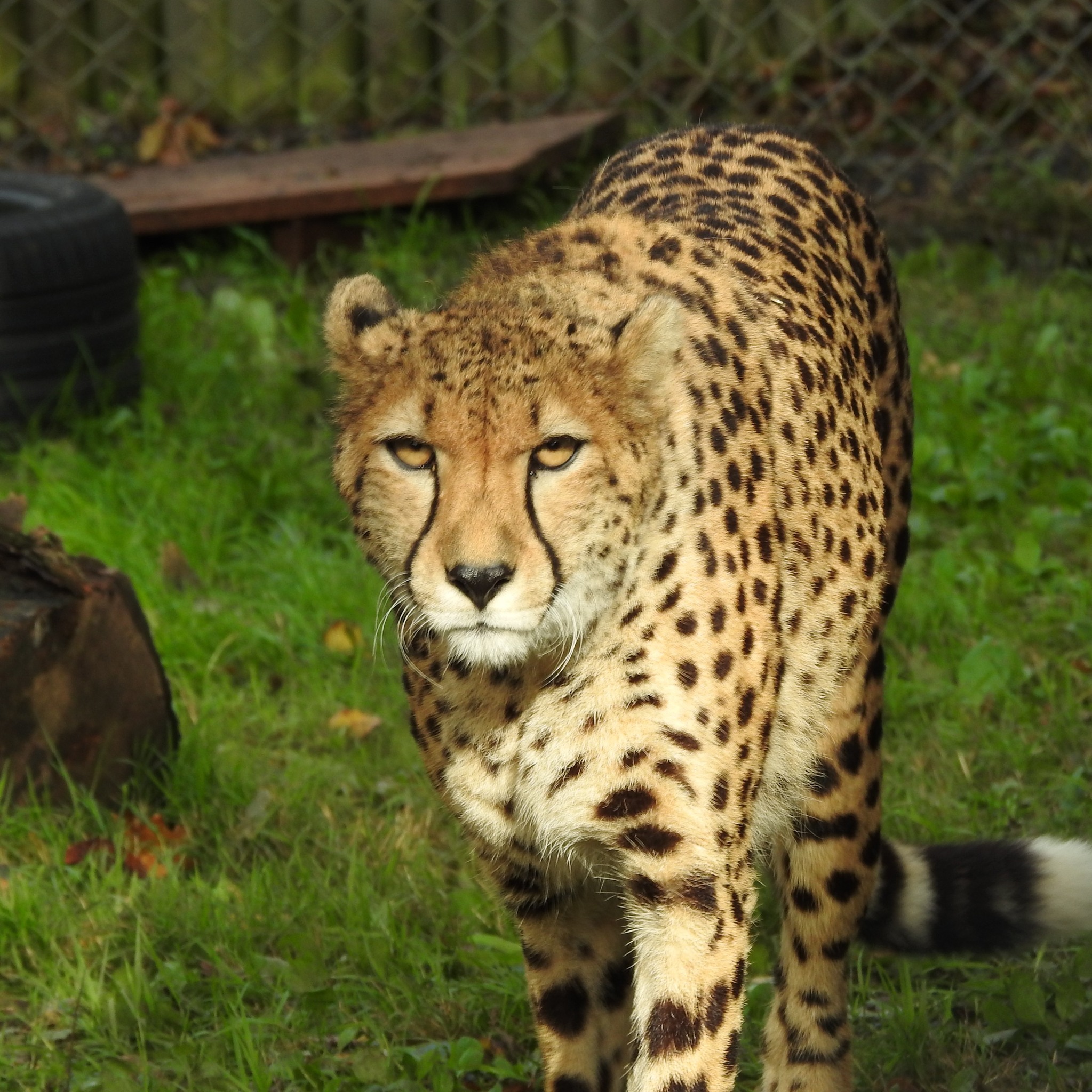 New cheetah Duma 'settling in well' at Africa Alive | News - Greatest ...