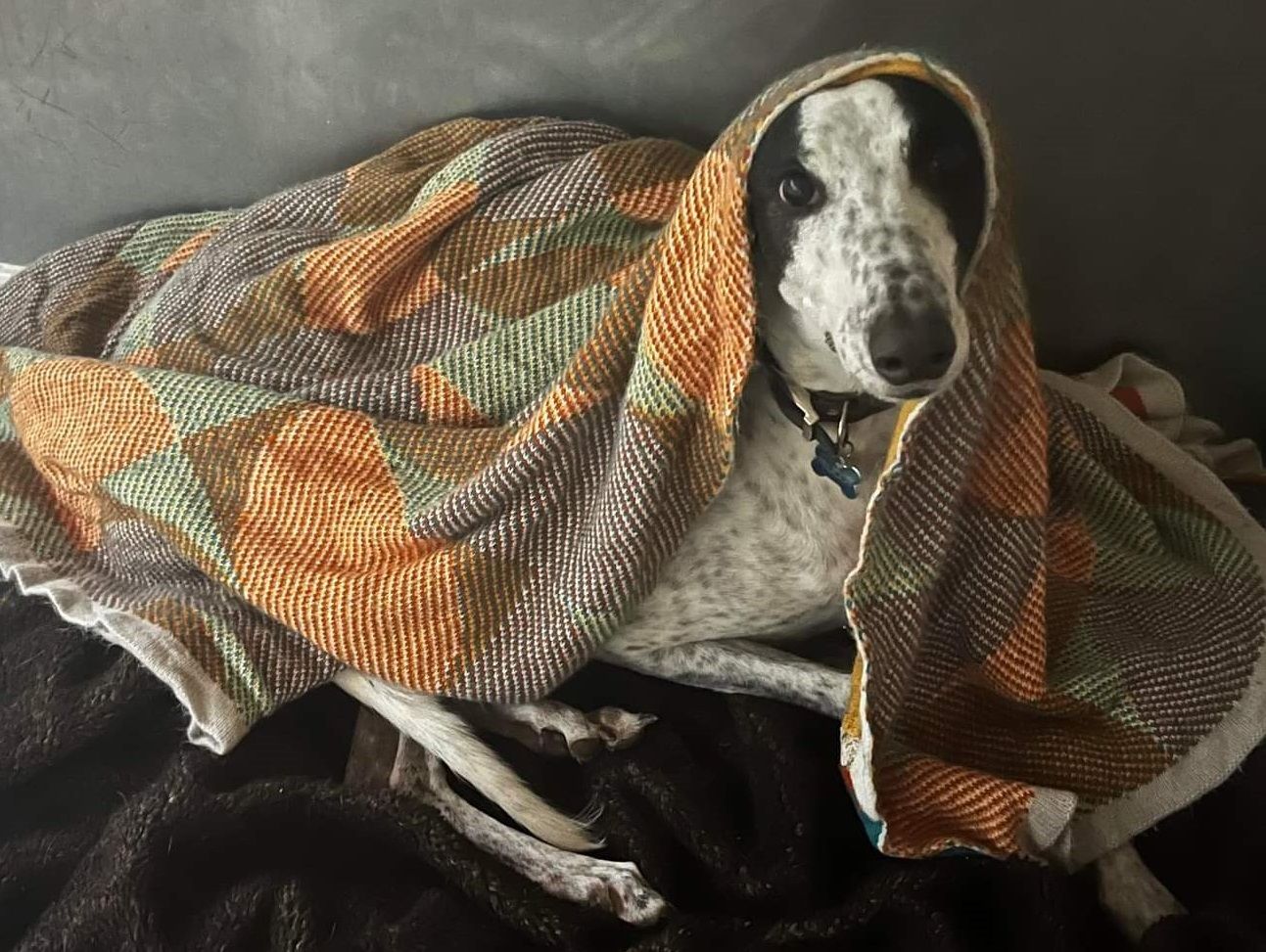 Gables launches Winter Heating Appeal as costs to keep animals 'warm ...