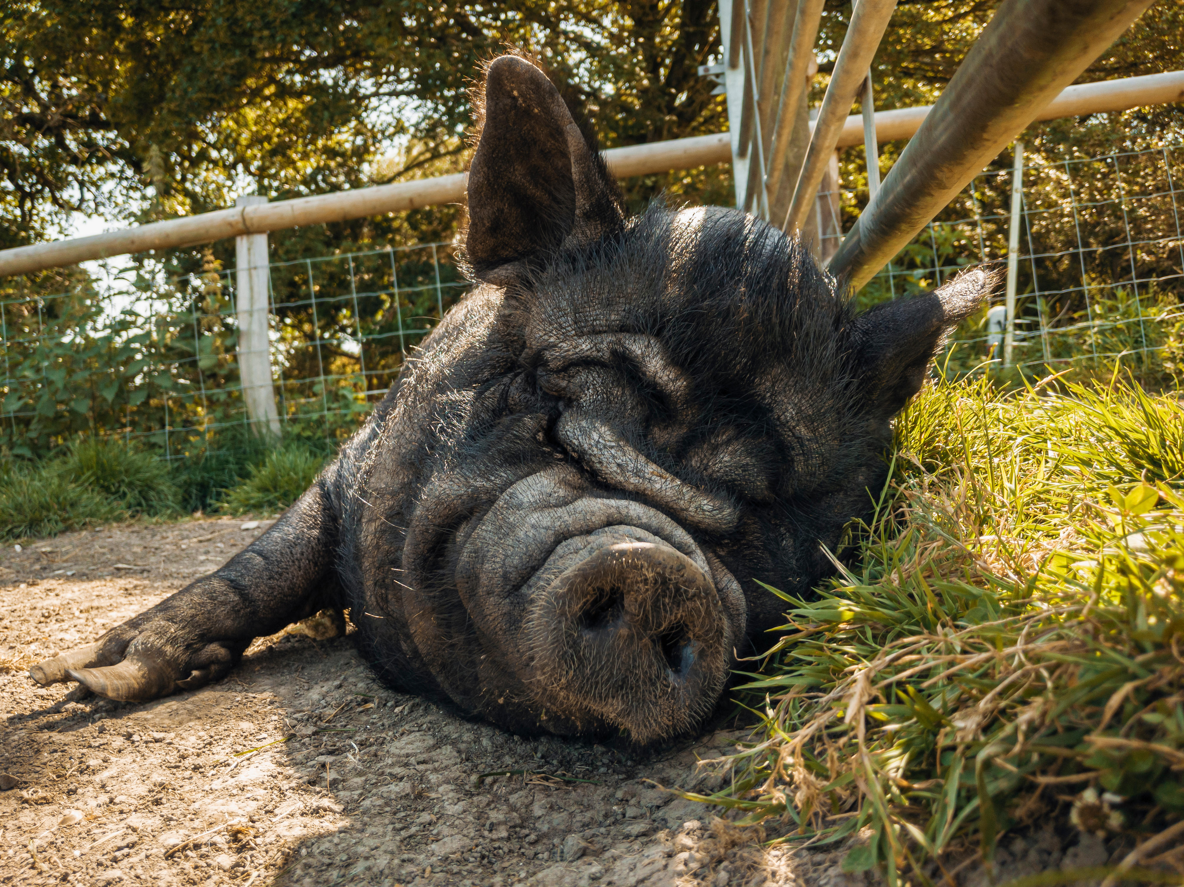 Reassurances after first human case of new swine flu strain in NY