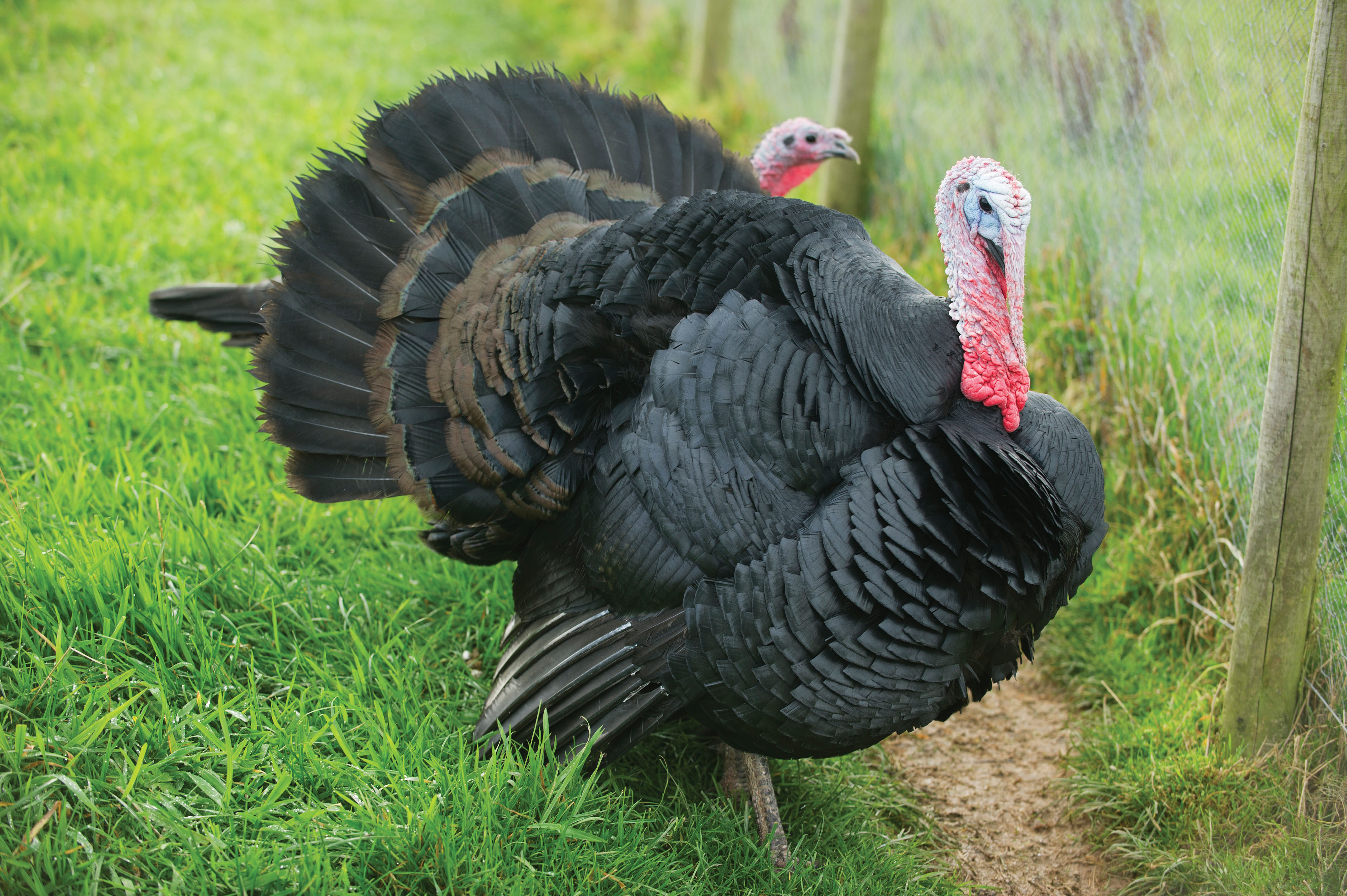 Live turkeys stolen ahead of Christmas