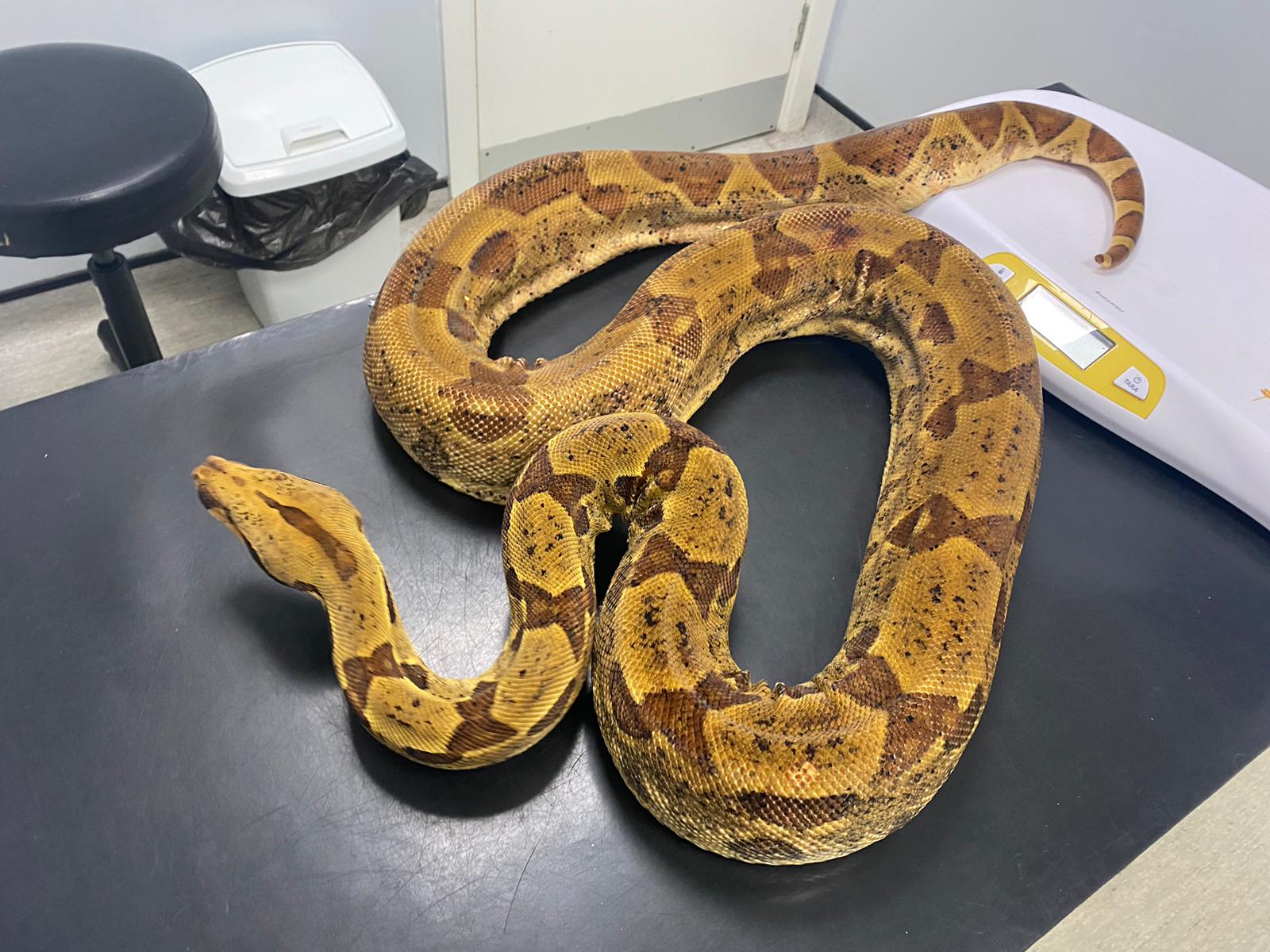 RSPCA appeal to find owner of six foot long boa constrictor discovered ...