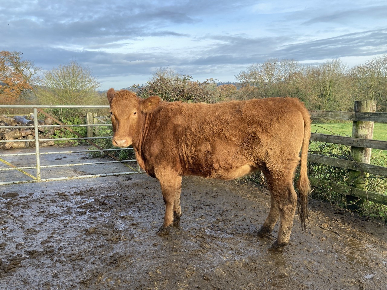 Cow stolen from South West Wiltshire farm | GHR Salisbury