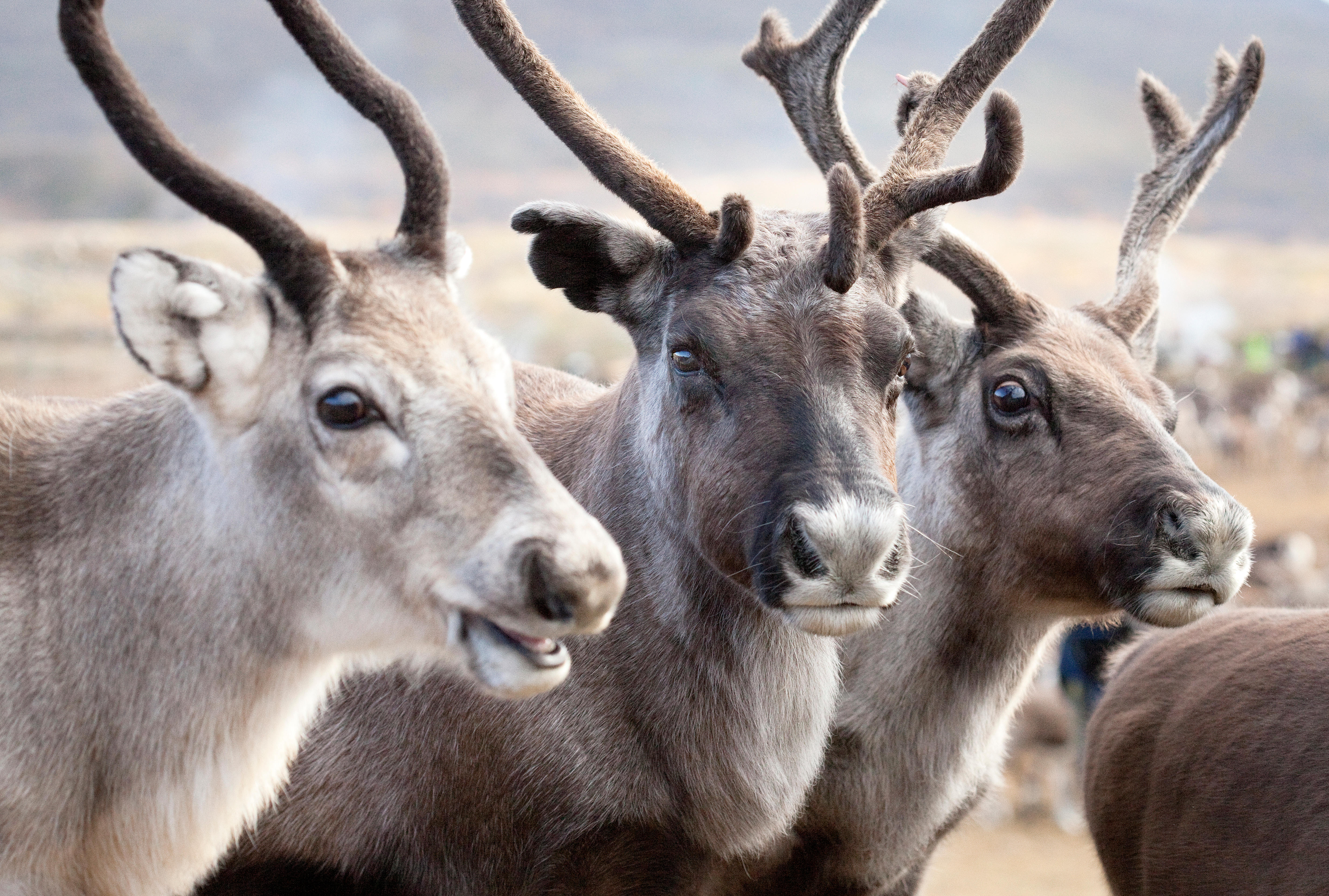 Reindeer cause major delays on A11 in Suffolk