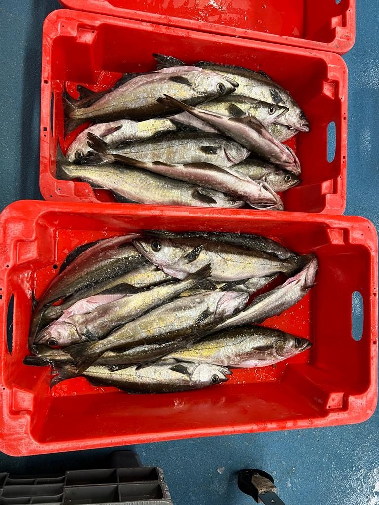 'Zero catch' limit could harm Cornish fishing industry