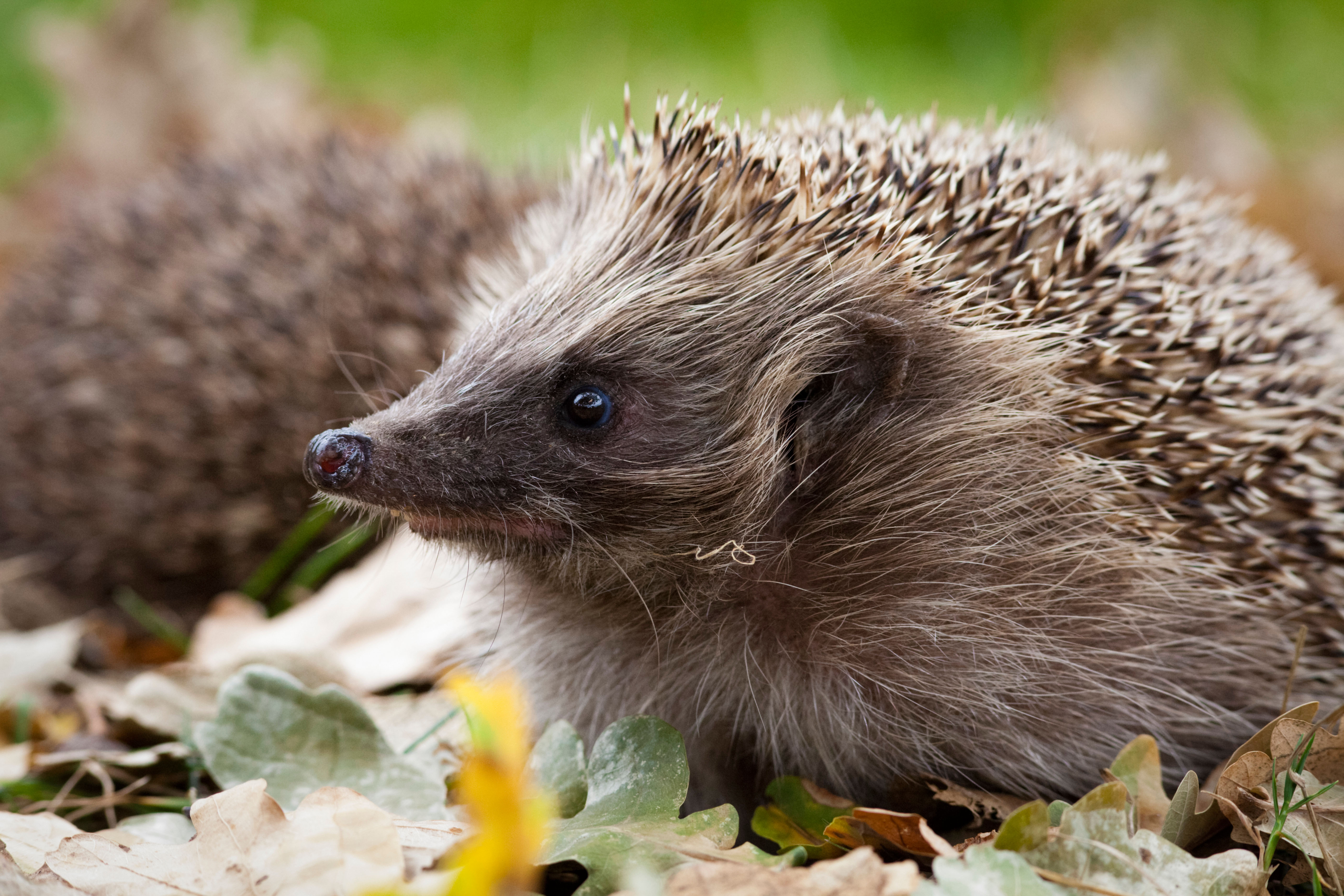Helping hedgehogs in Winchester | News - undefined