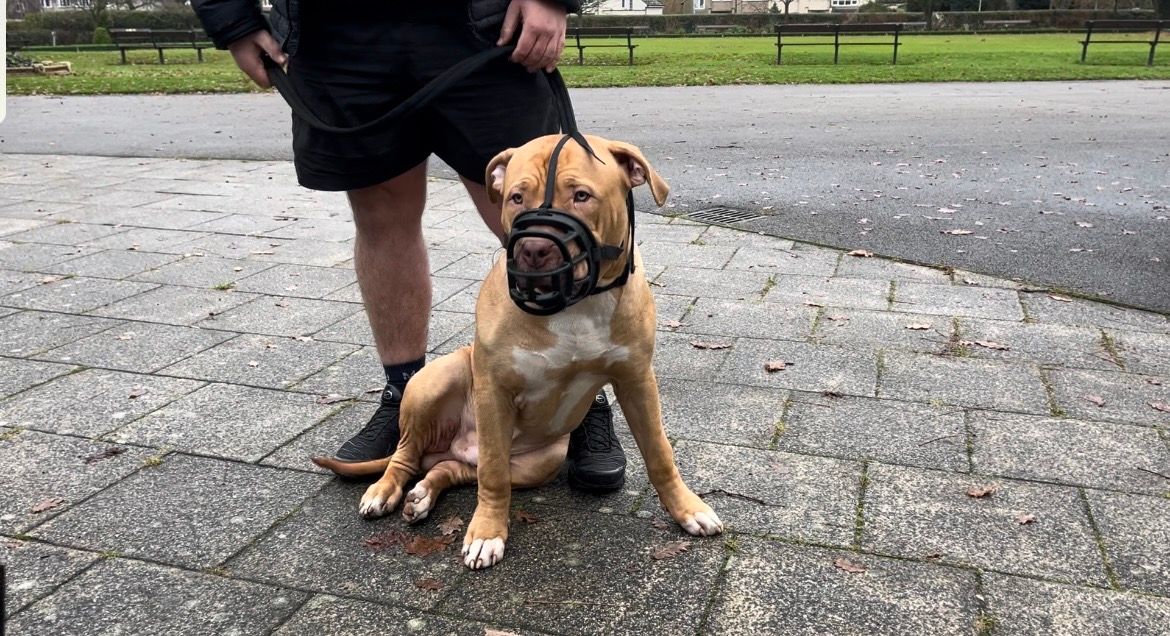 XL Bully owners in North Yorkshire offered advice as law changes