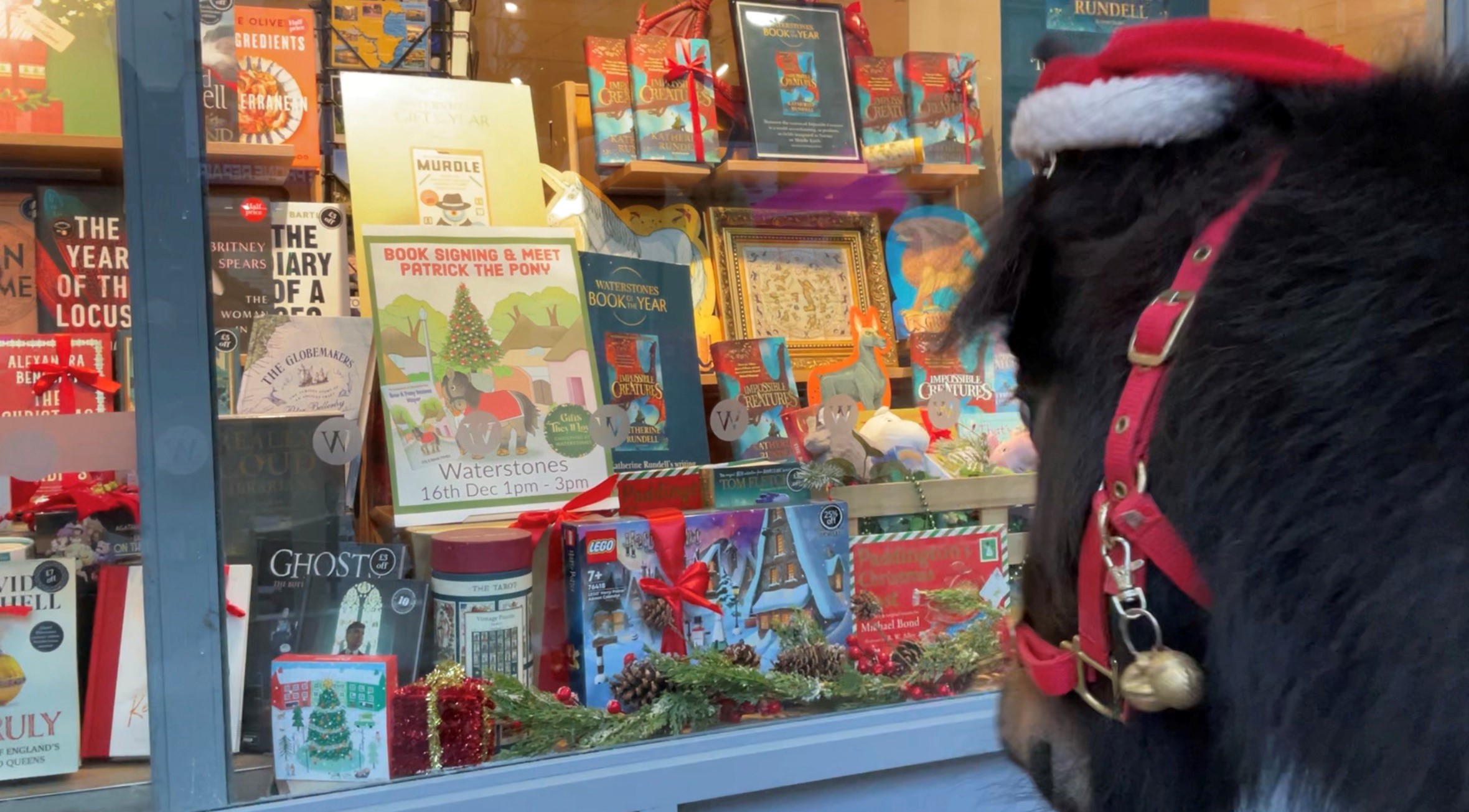 Crowds gather as Patrick the Pony enjoys Christmas book signing | News ...