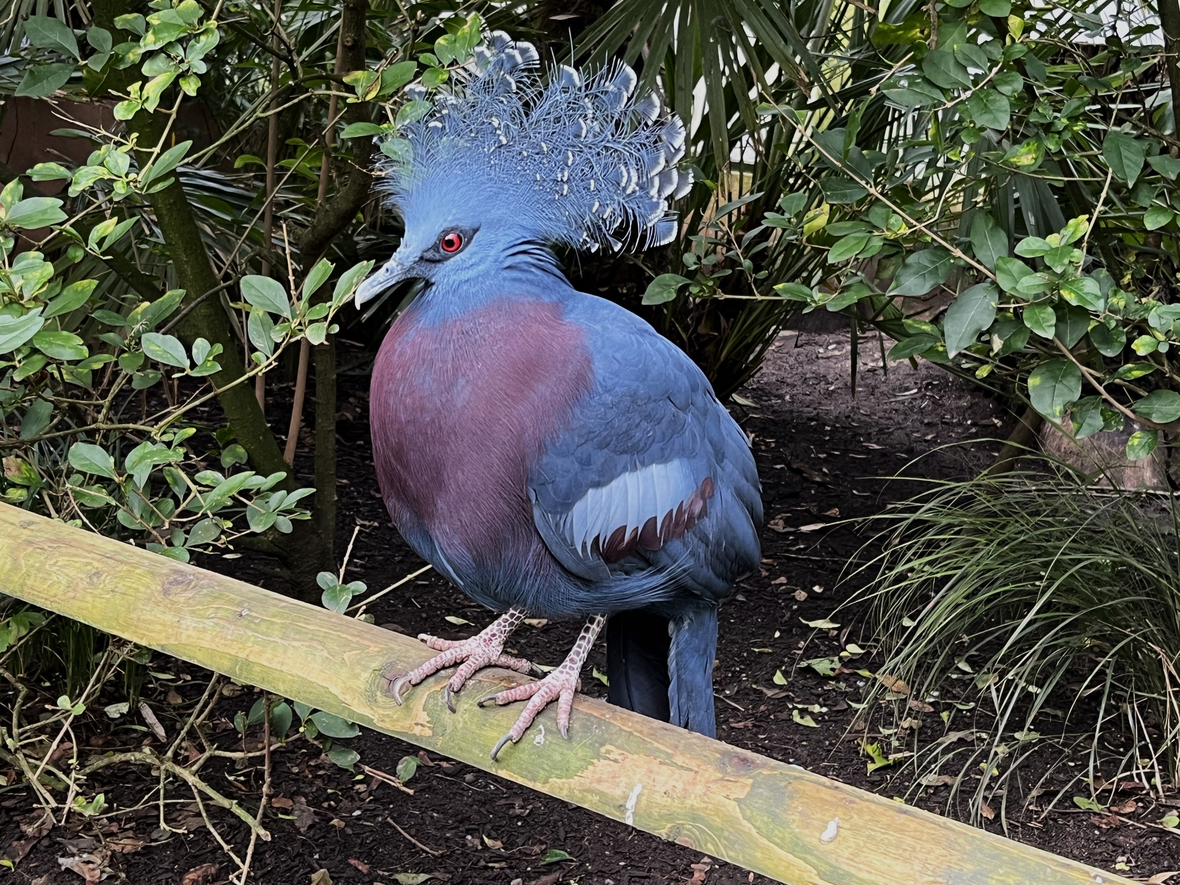 New bird species lands at Newquay Zoo
