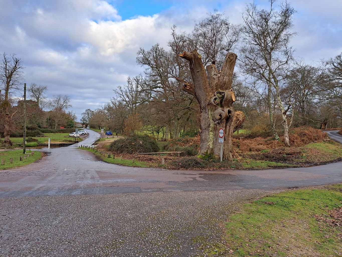 A 600-year-old New Forest tree saved from felling