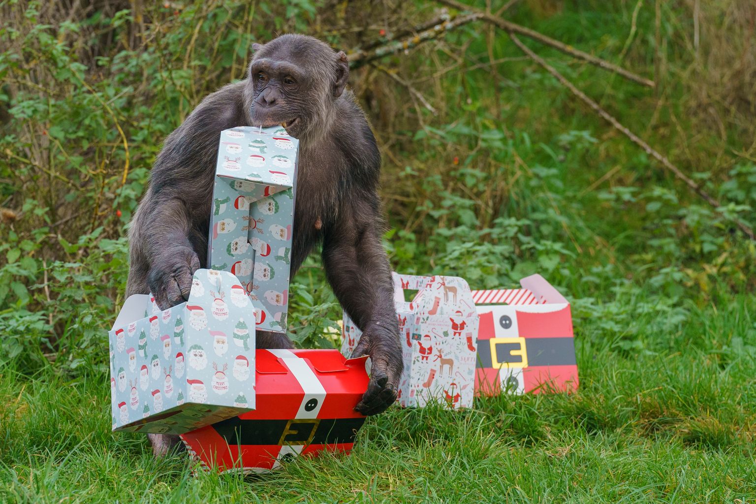 Animals at Whipsnade Zoo given festive treats for Christmas | News ...