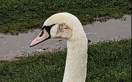 Swan shot in head on Clapham Common