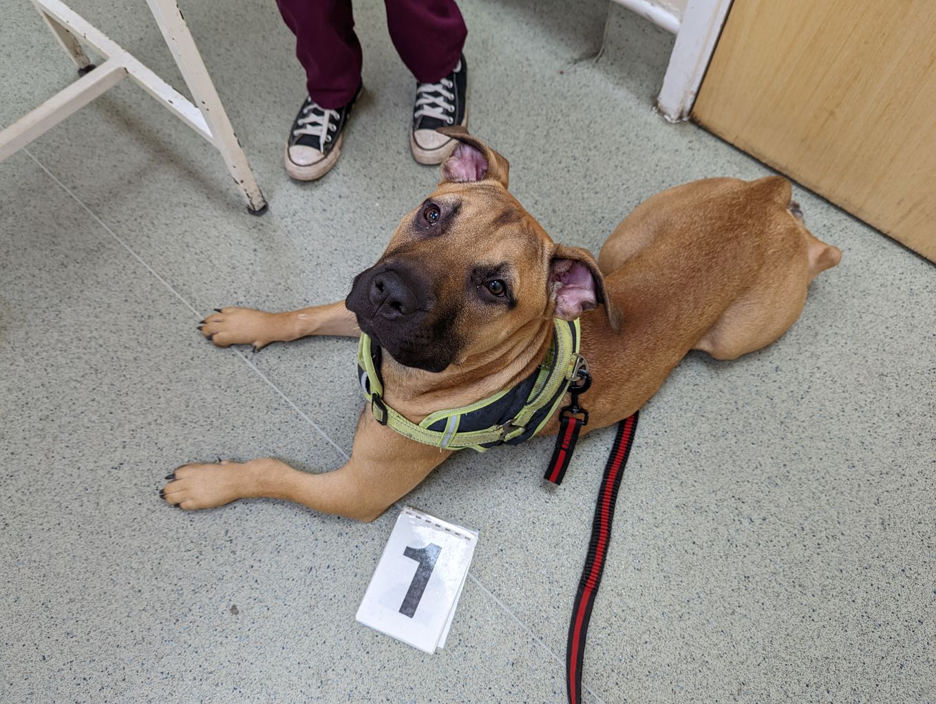 XL Bully owner prosecuted after causing serious injuries on scooter ride