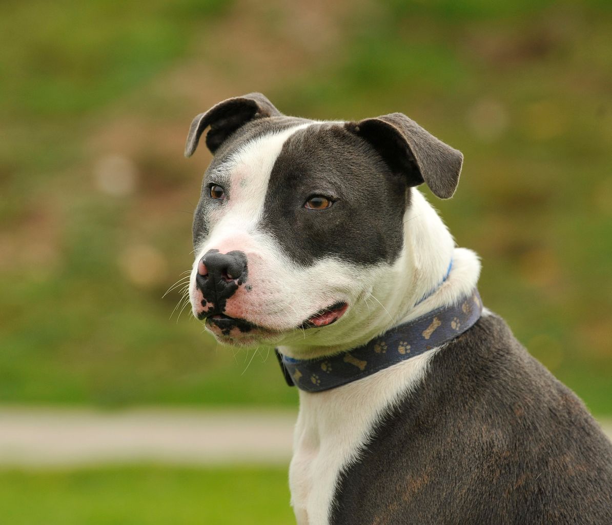 XL Bully dogs being rehomed in Scotland amid ban in England and Wales ...