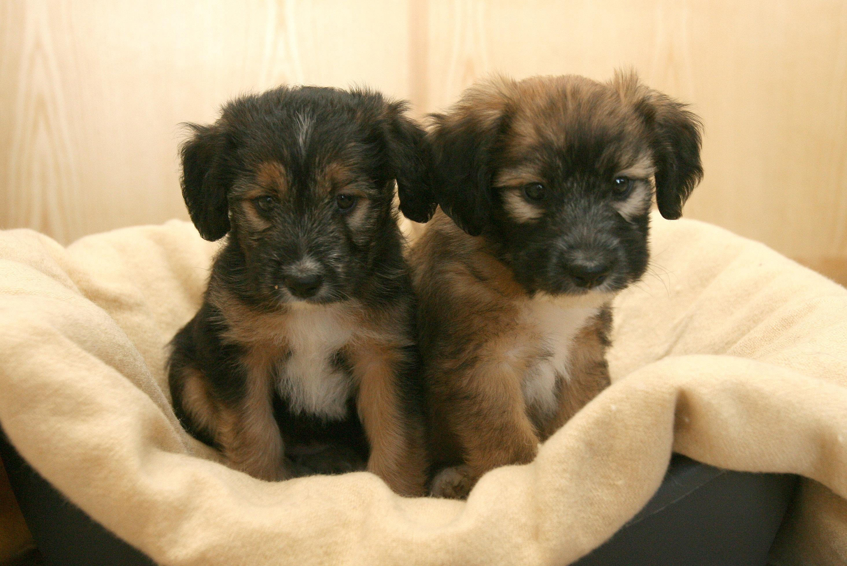 RSPCA helps rehome over 5000 animals in Suffolk in a decade | News ...