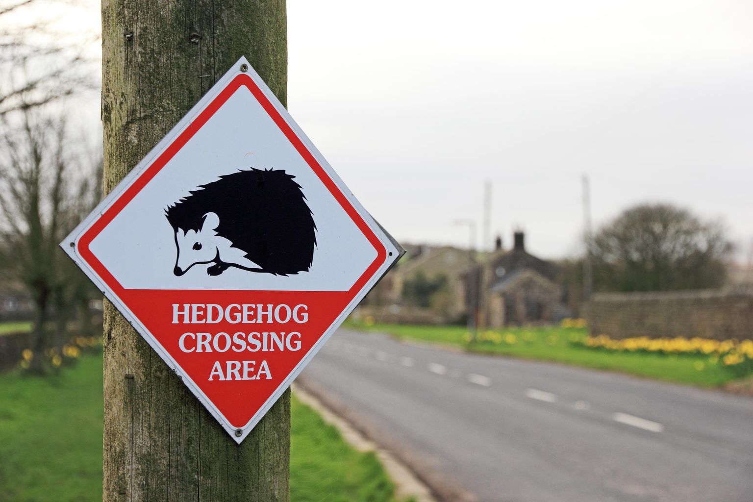 Hedgehog warning signs could be introduced in Hampshire