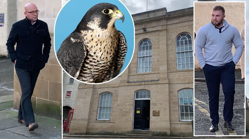 Seven wild peregrine falcon chicks found during police swoop on home in ...