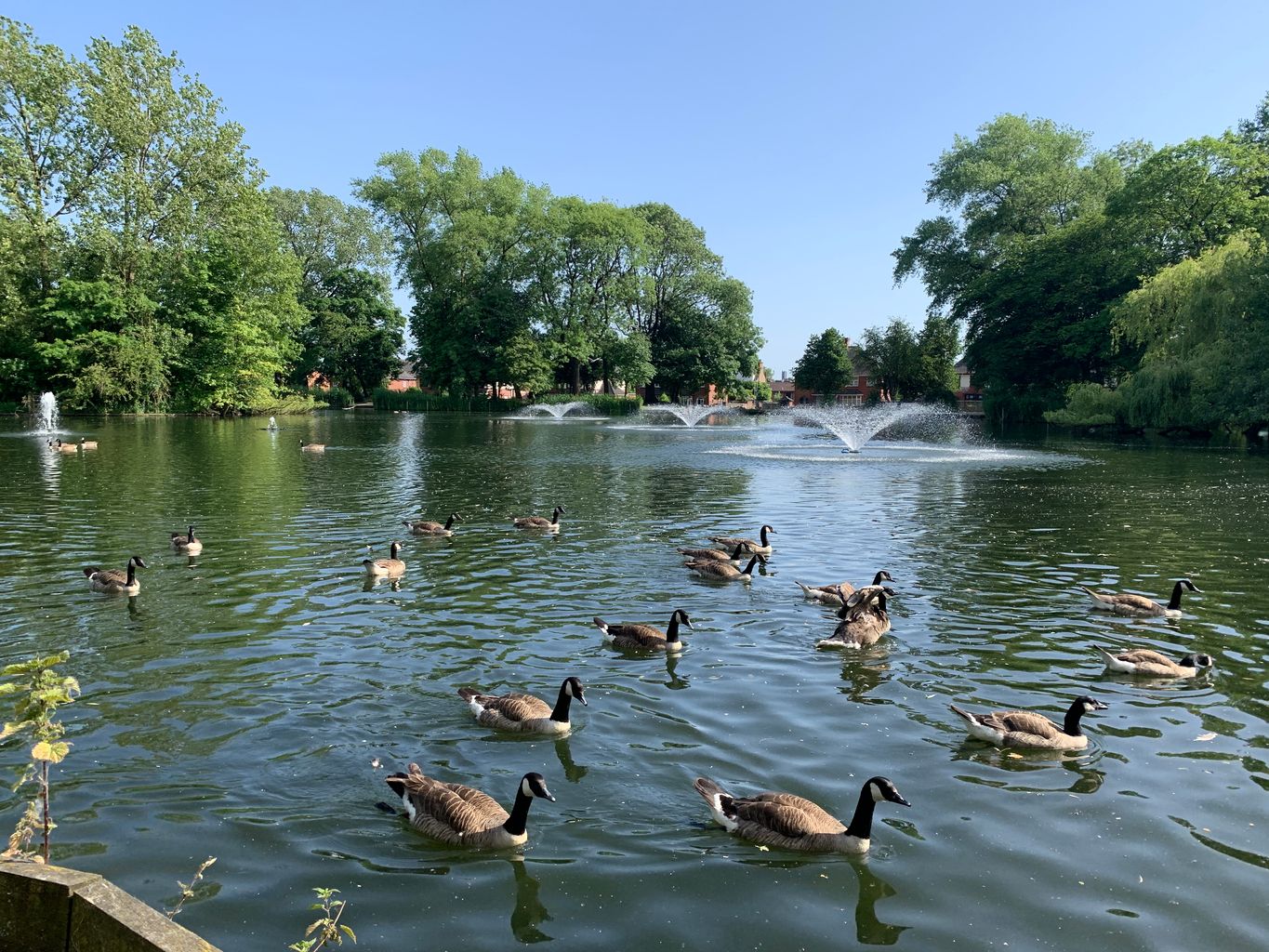Puppy dies in Hanley Park after falling through the frozen lake | News ...