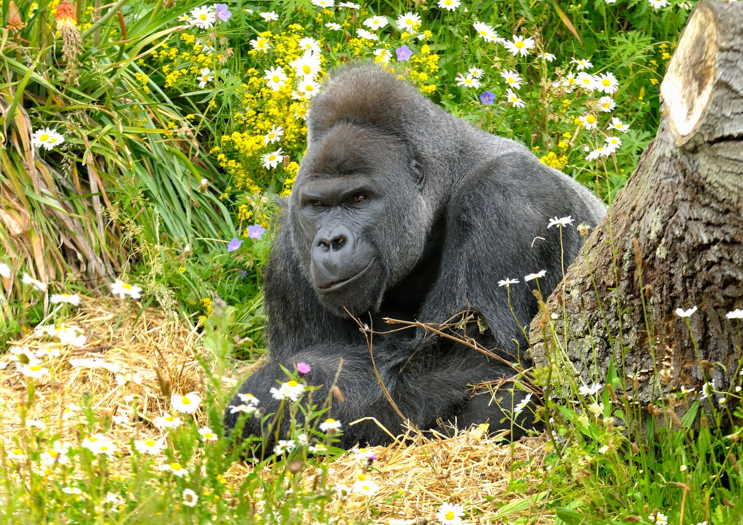 Critically endangered animals to live together at Bristol Zoo Project