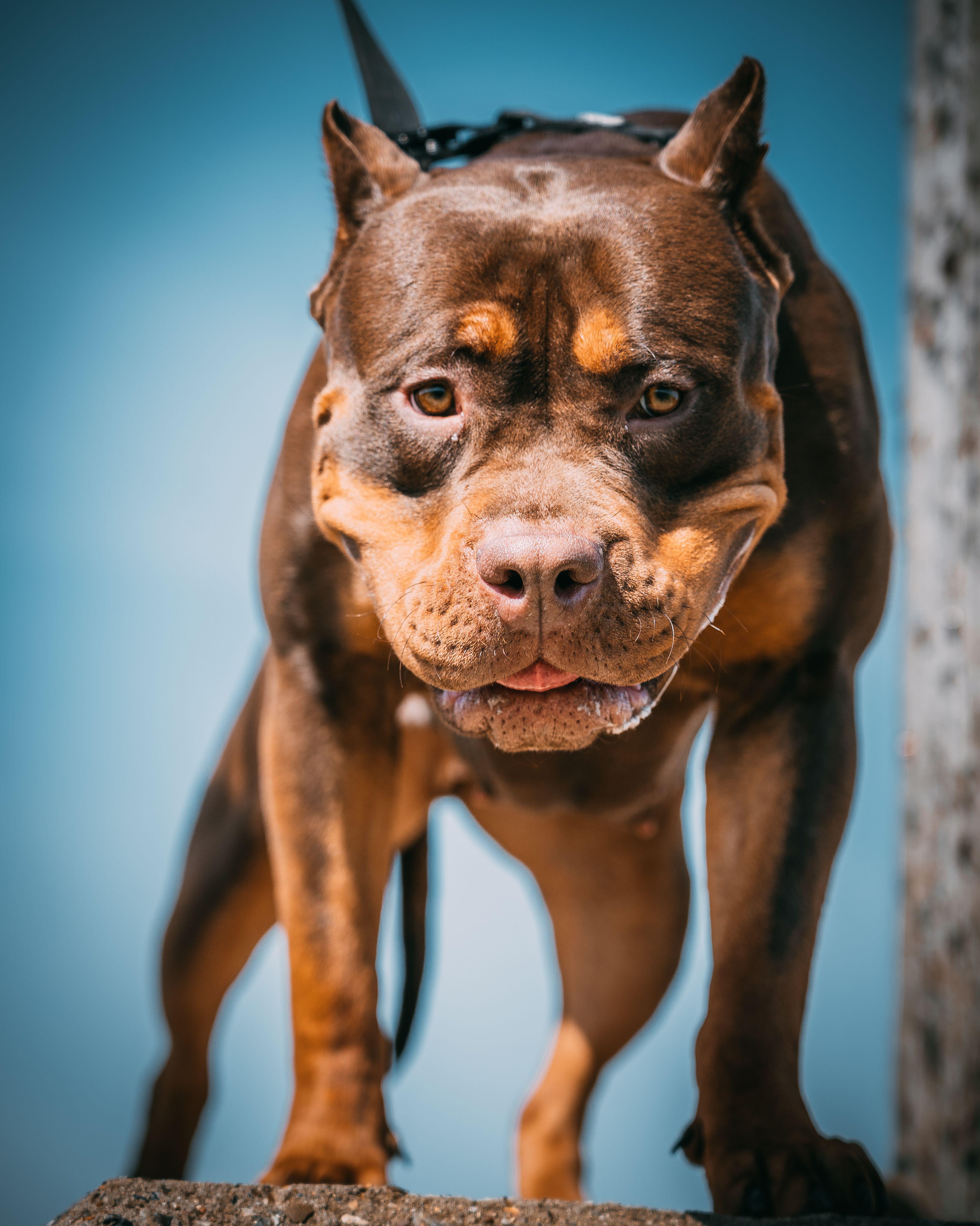 Scottish Government confirms new restrictions on XL bully dogs