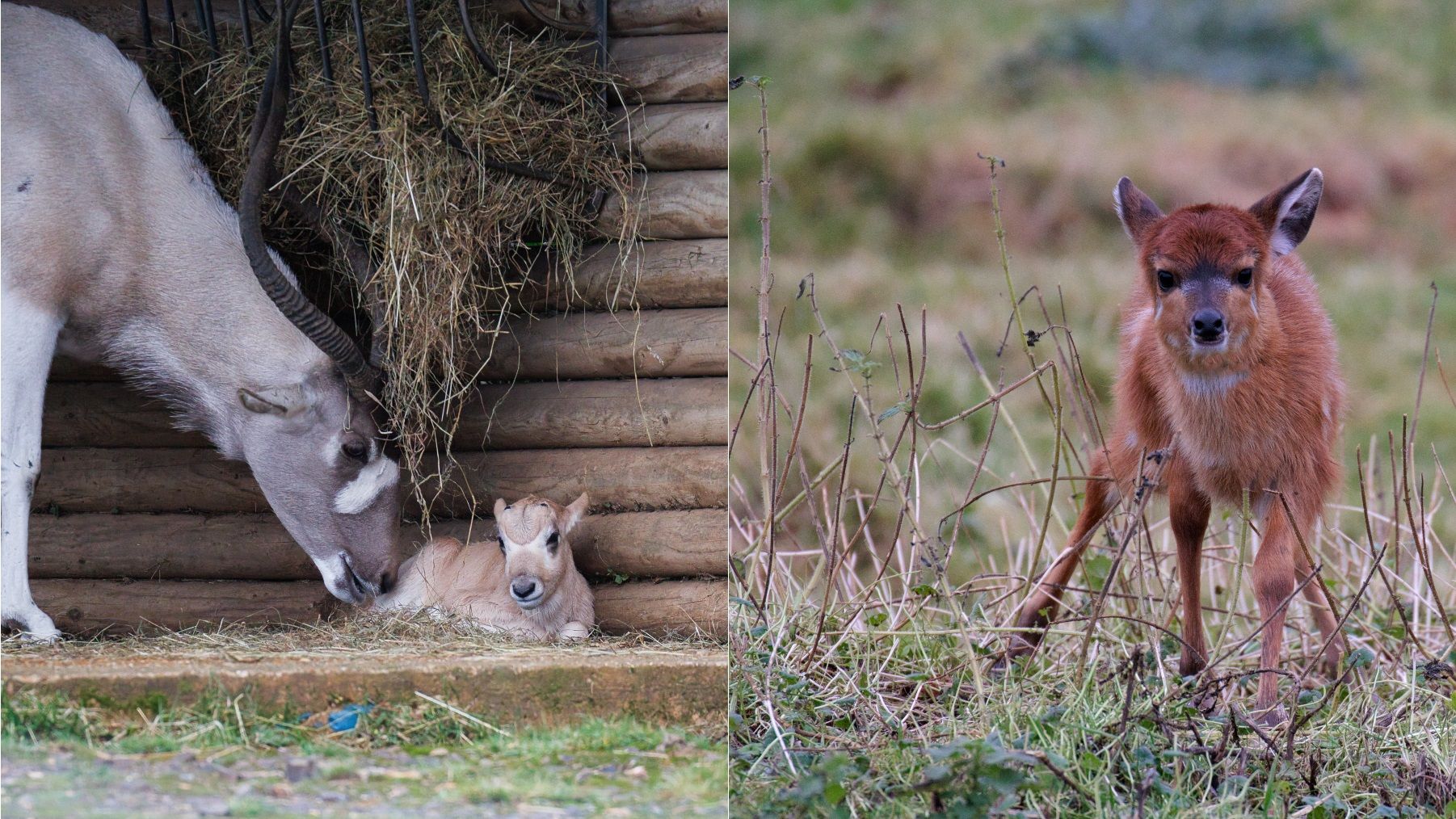 Marwell Zoo welcomes two new arrivals | News - undefined