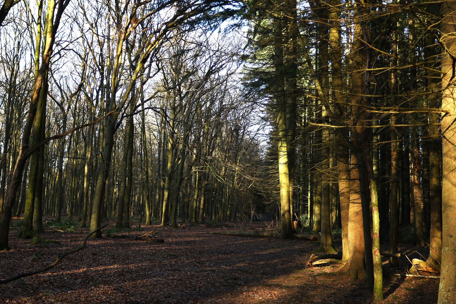 Real life 'enchanted forest' in Hertfordshire 'needs protection' | News ...
