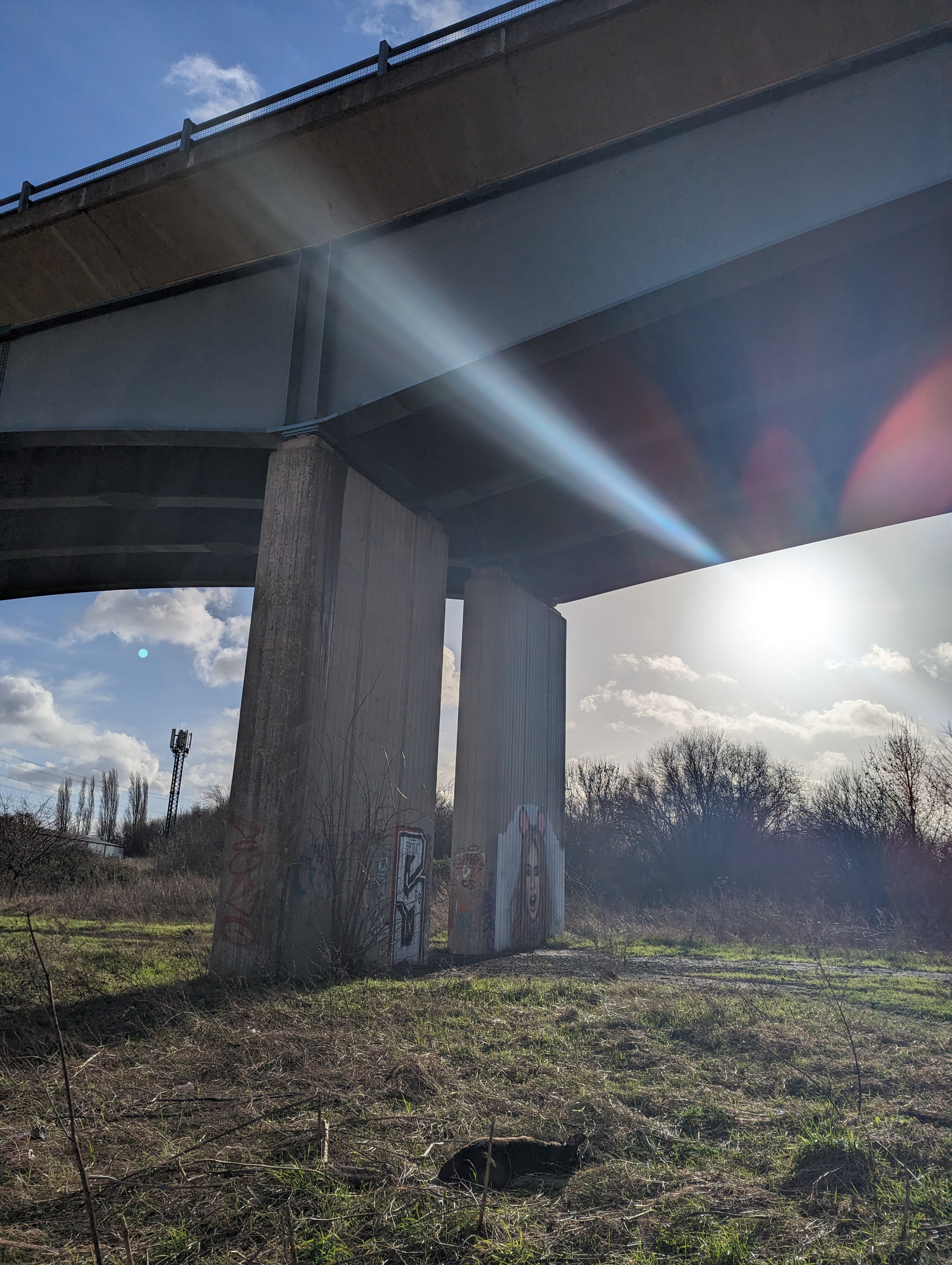 XL Bully dies after being 'thrown' from bridge in Beighton