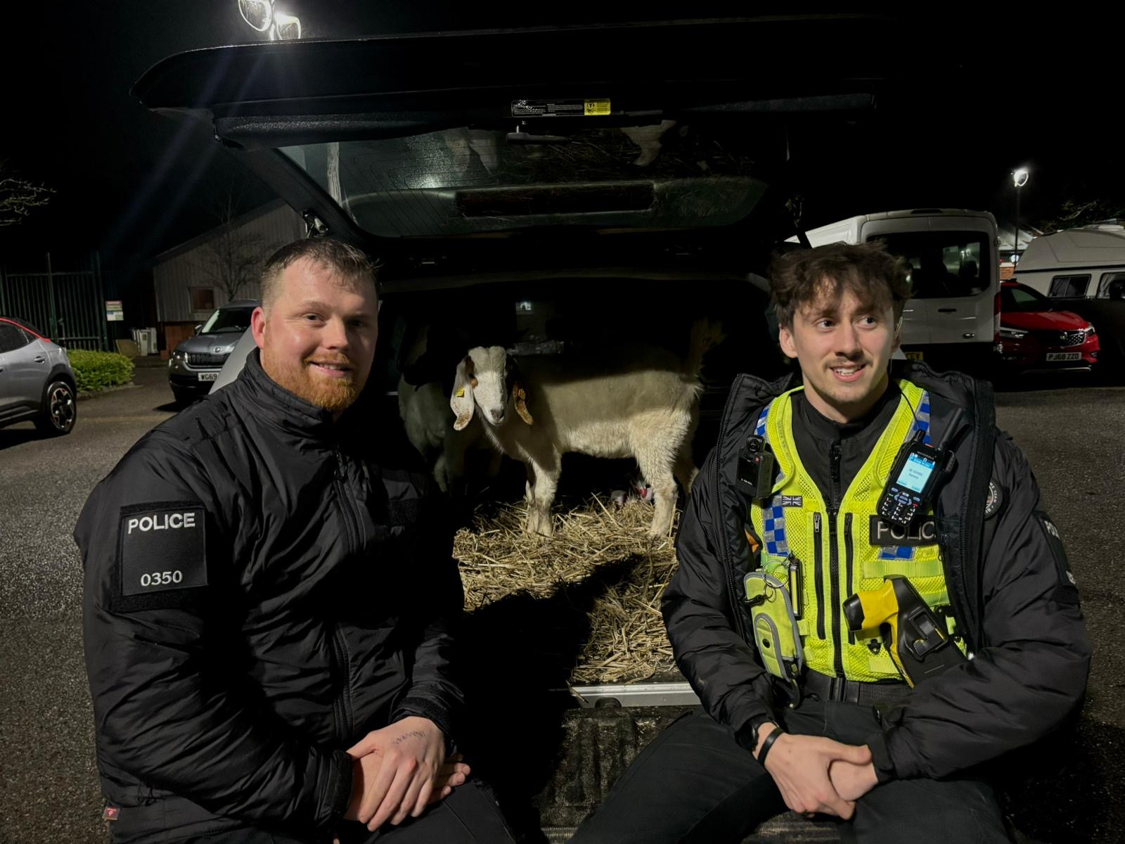 Dorset Police recover second set of stolen goats this month
