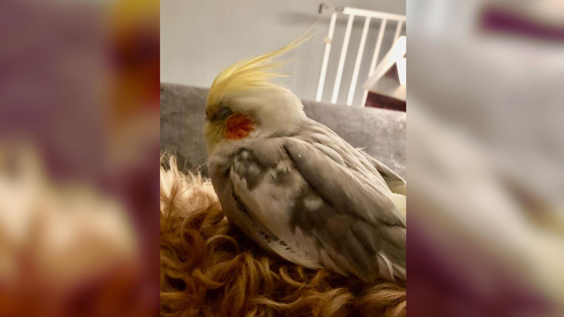 Singing parrot reunited with owner in Bolton