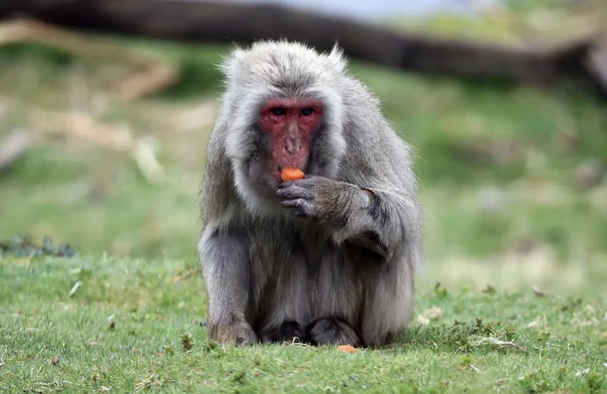 Monkey on the loose after escaping from Highland Wildlife Park | News ...