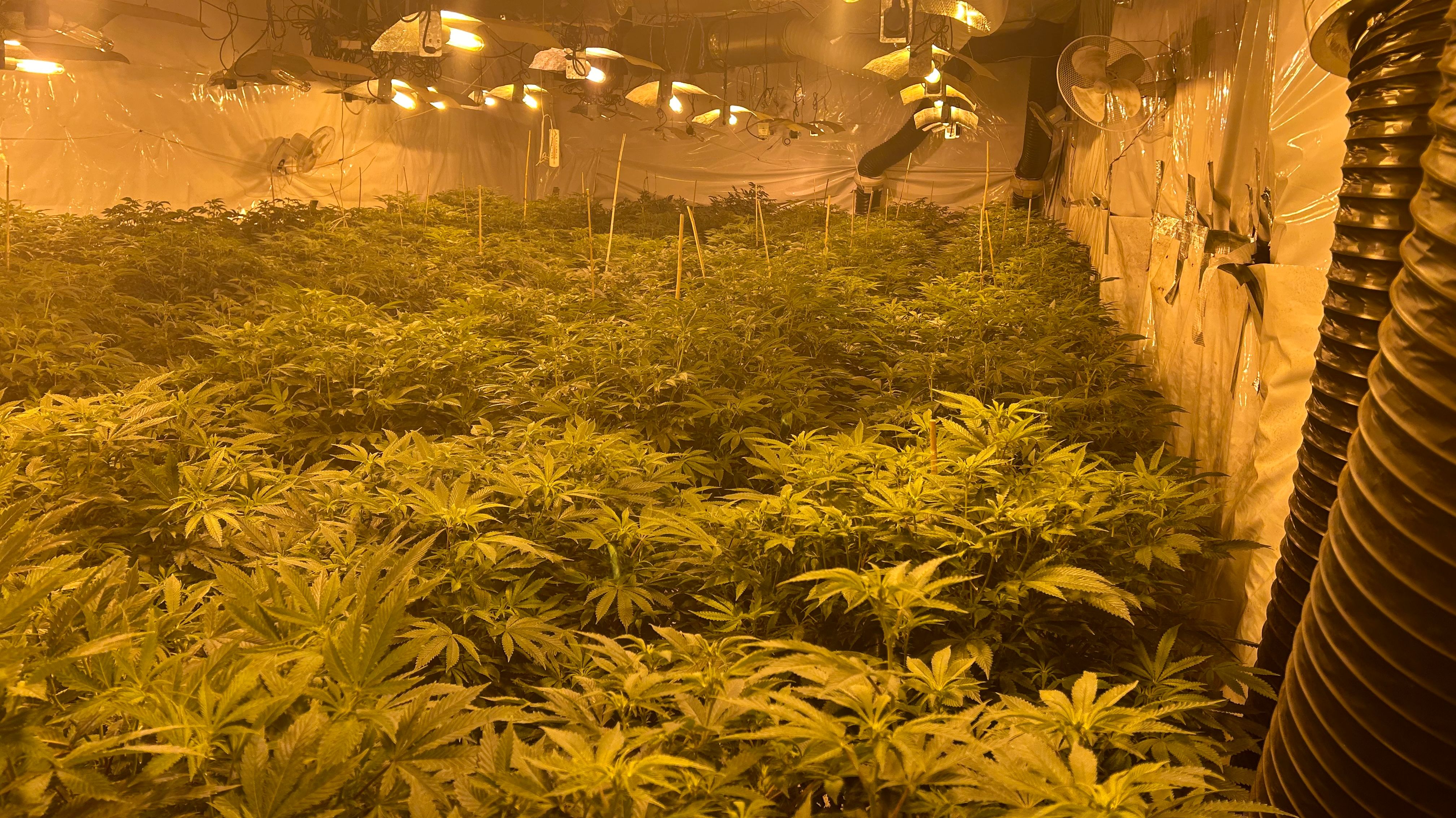 £1 Million Cannabis Farm Found In Dewsbury