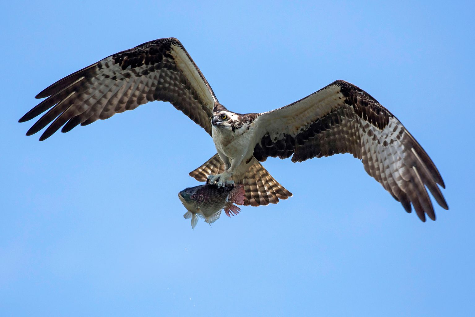 Green man festival Gilestone Farm plans scrapped due to nesting ospreys ...