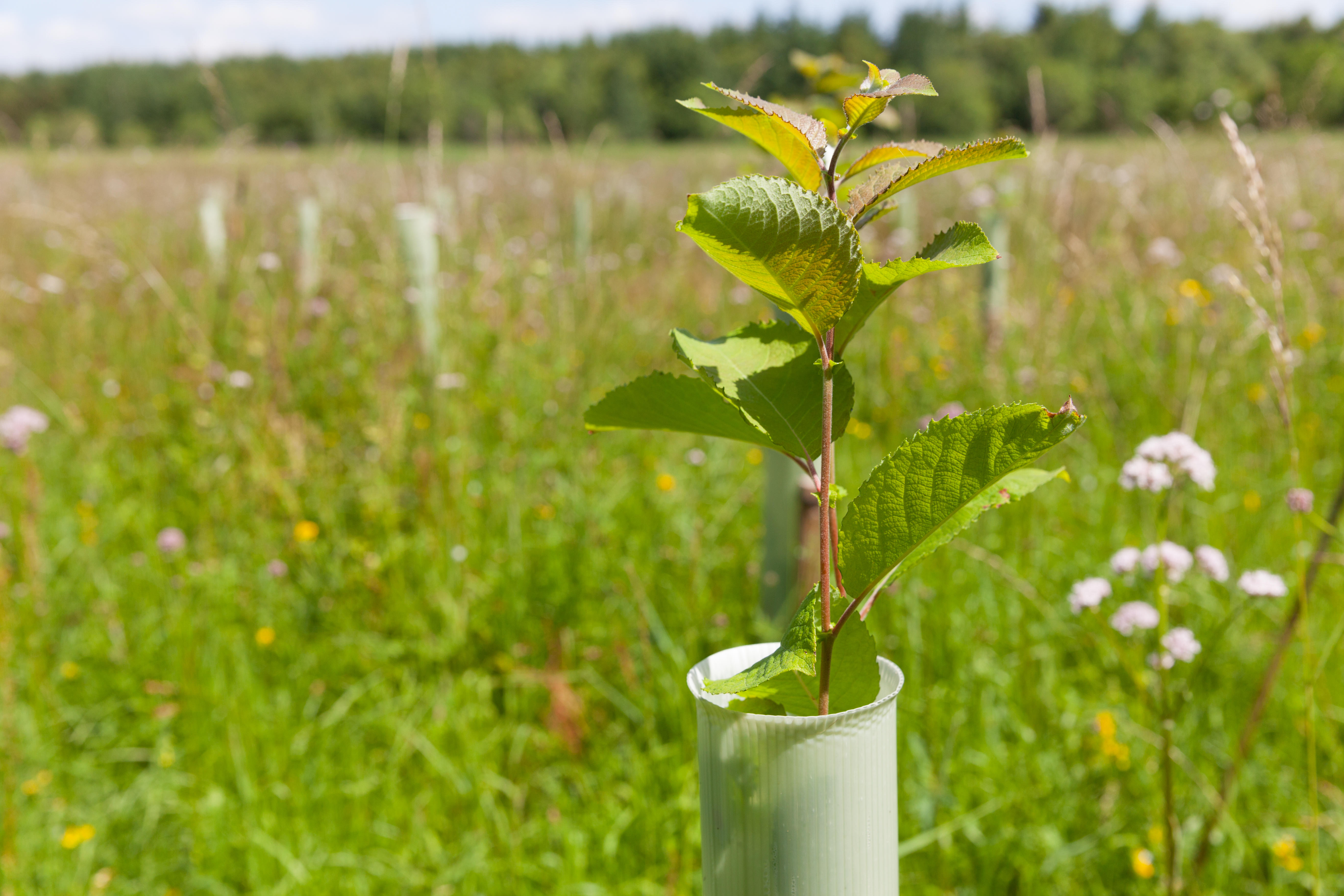 Dorset Council offering grants towards tree planting