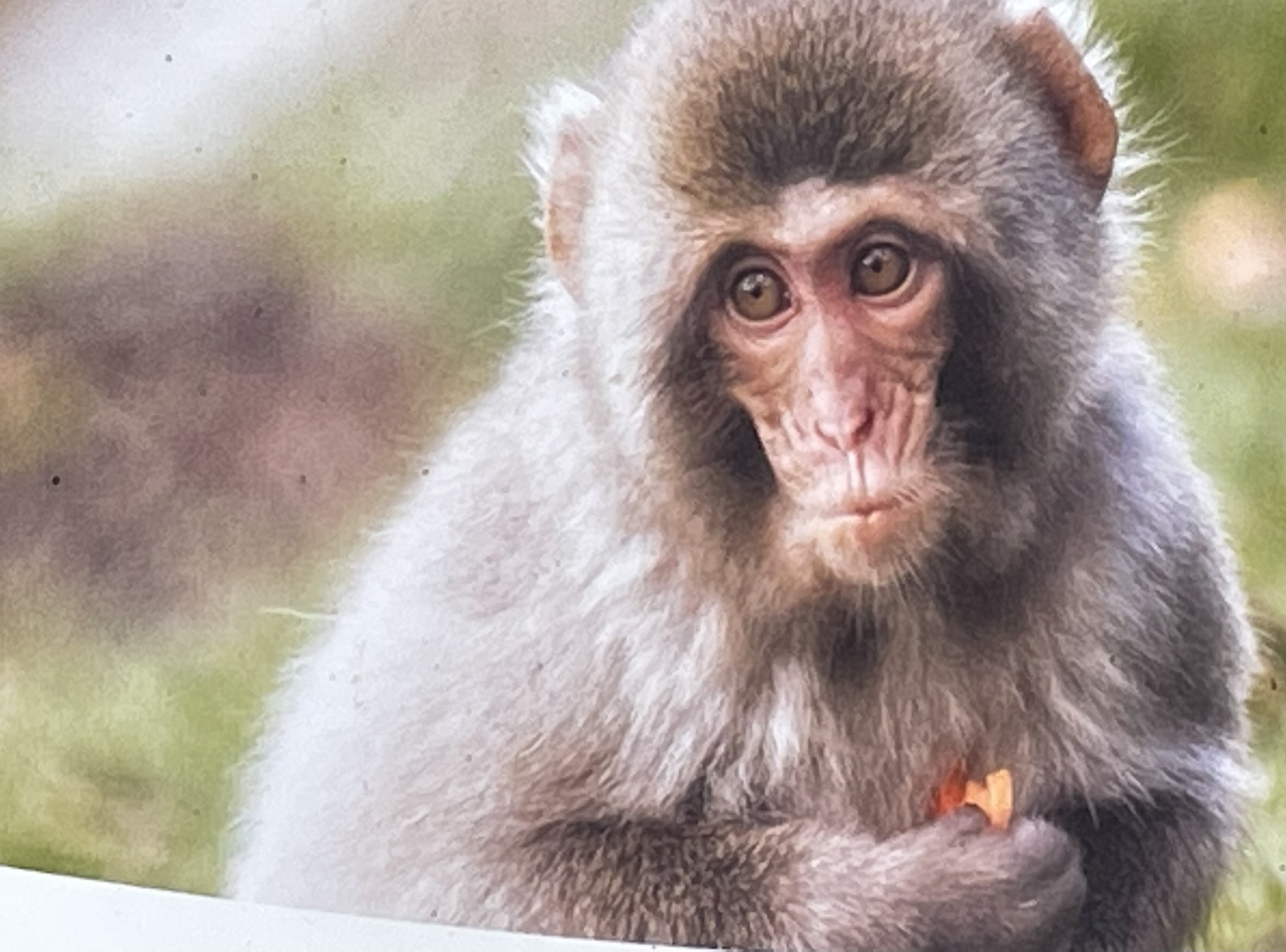 New sighting of monkey which escaped Highland Wildlife Park | News - MFR