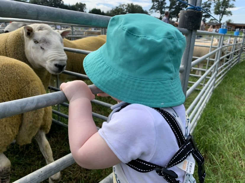 Kelso: Sheep found with bite marks on its head and body in second ...