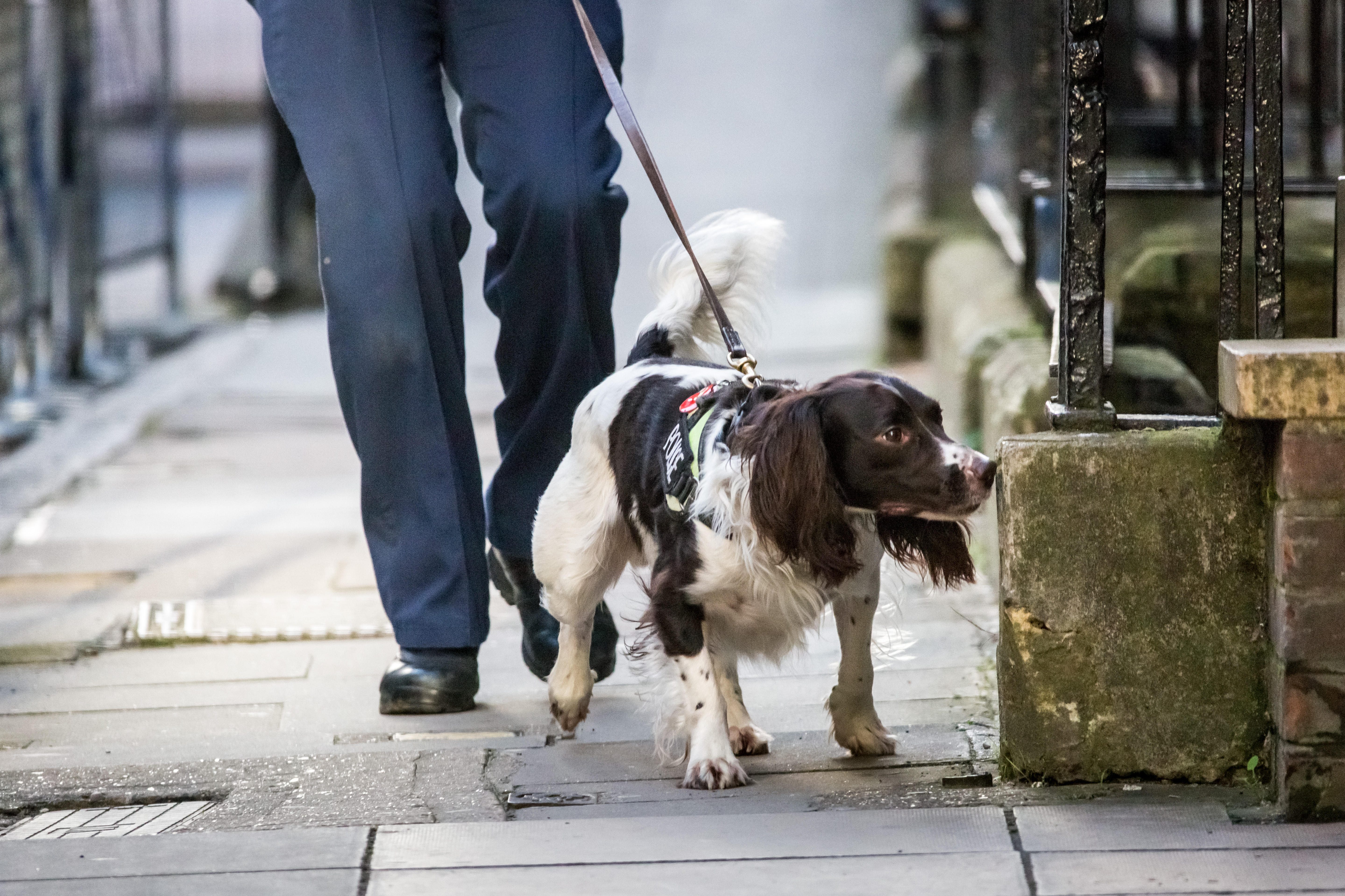 Norfolk school to use sniffer dog to deter pupils from vaping | News ...