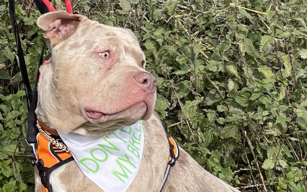 Police in the East reassure public XL Bully ban will be enforced