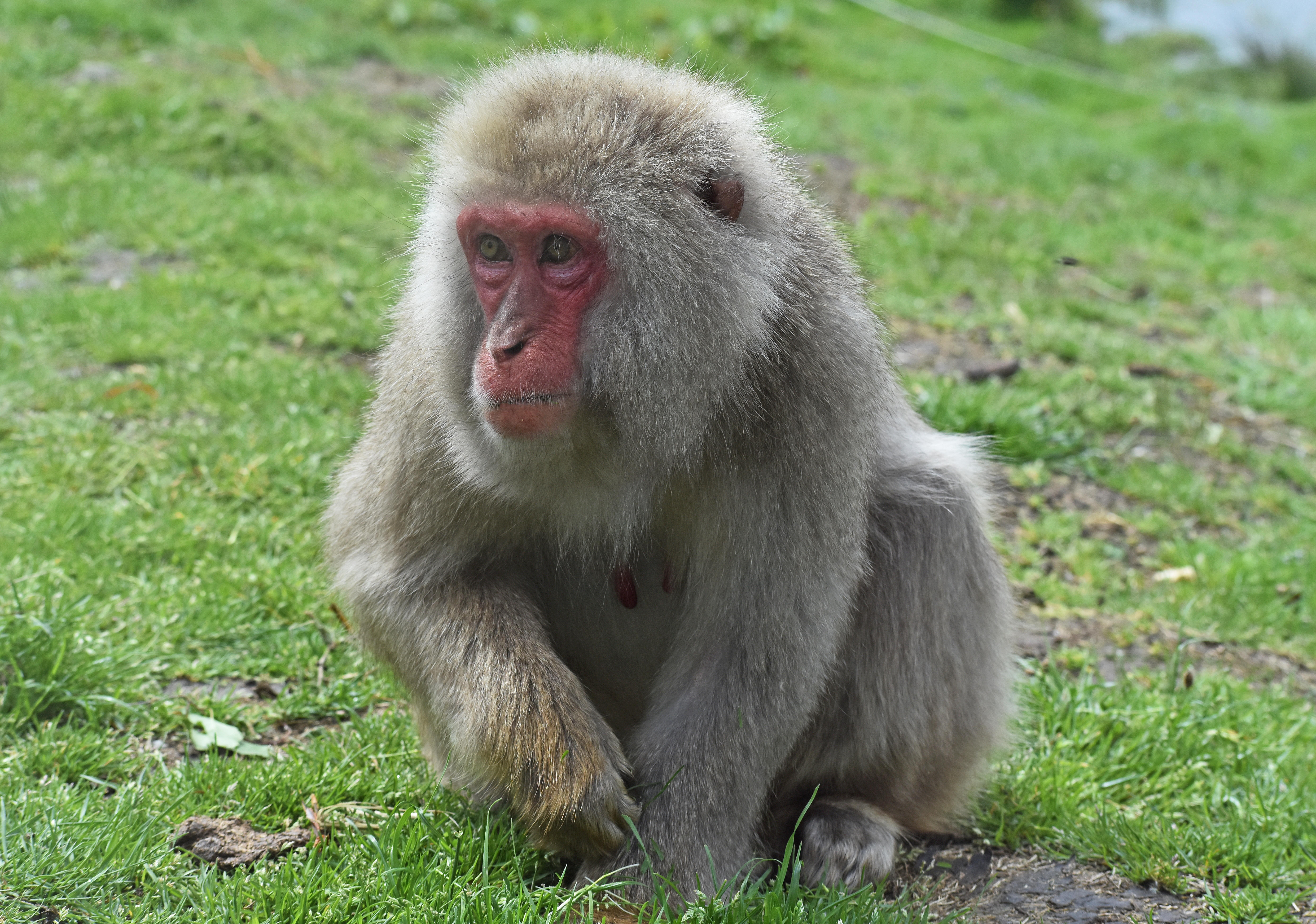 Monkey on the loose safely returned to zoo in Scotland