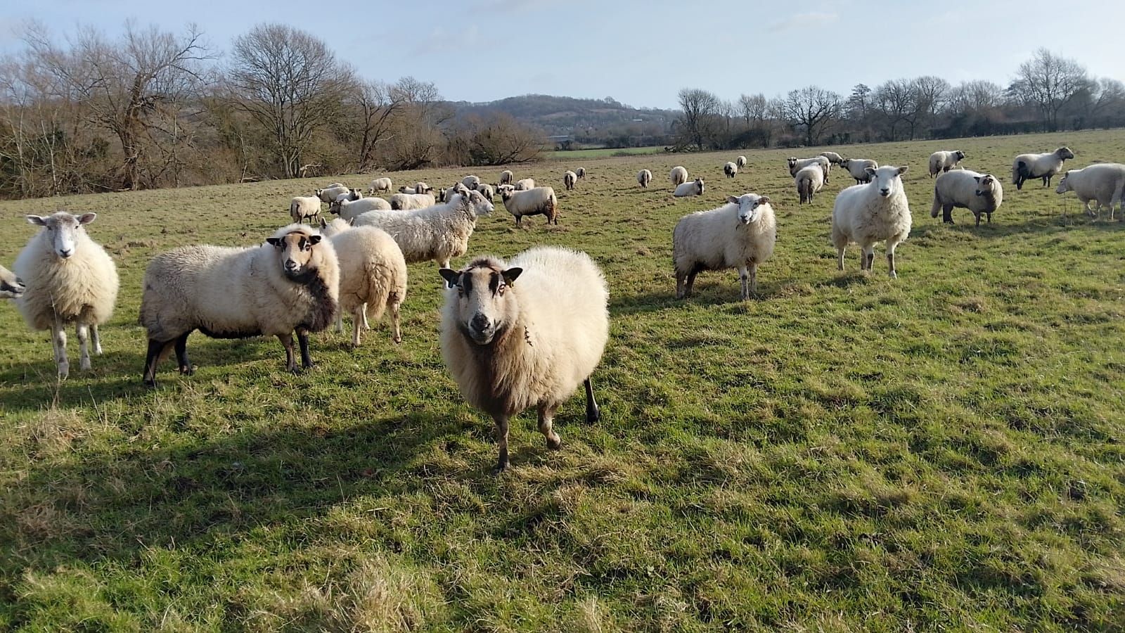 Calls to keep dogs under control after rise in sheep attacks in Kent