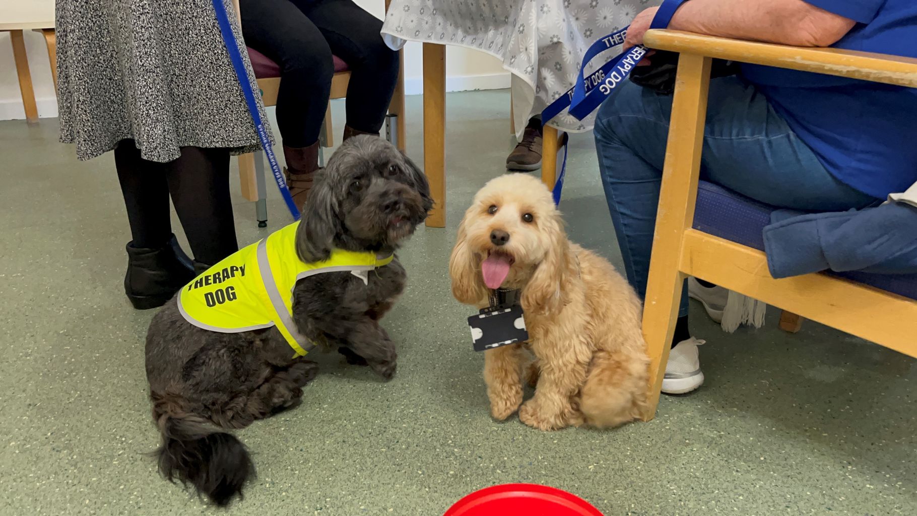 Two new therapy dogs bring joy to patients at a Hospital unit in Kent