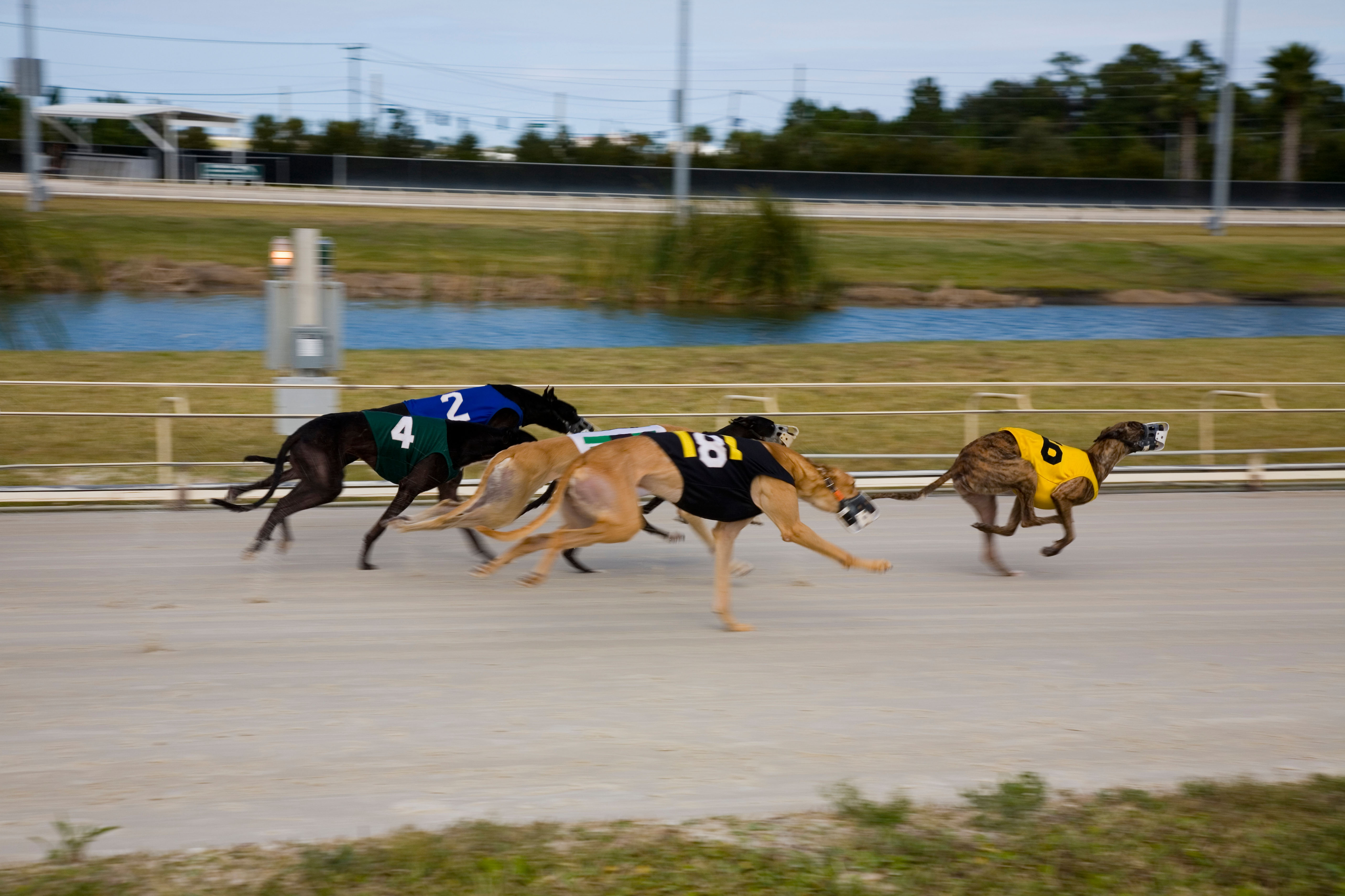 MSP launches consultation on greyhound racing ban