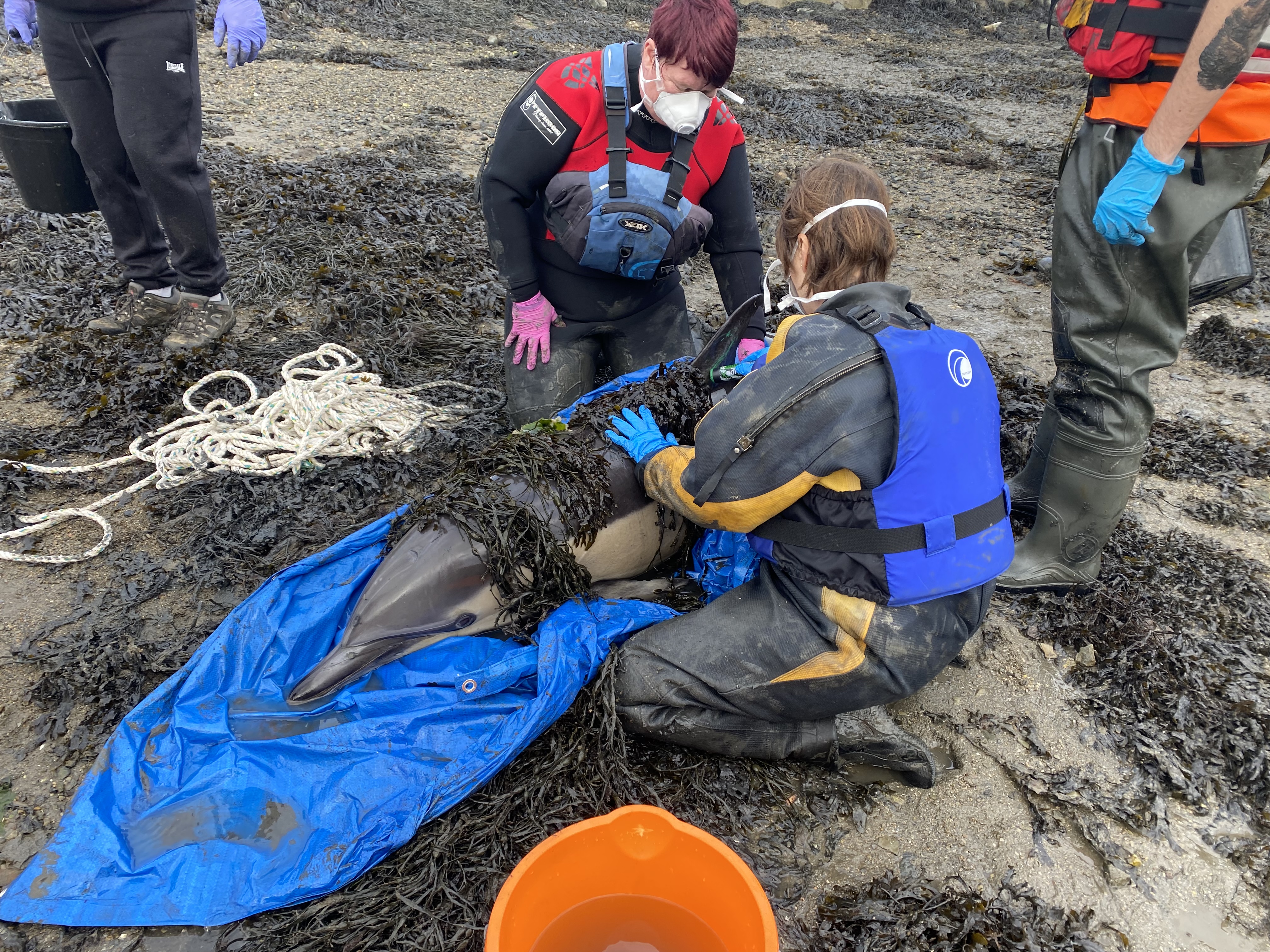Stranded dolphin rescued from muddy inlet in Cornwall